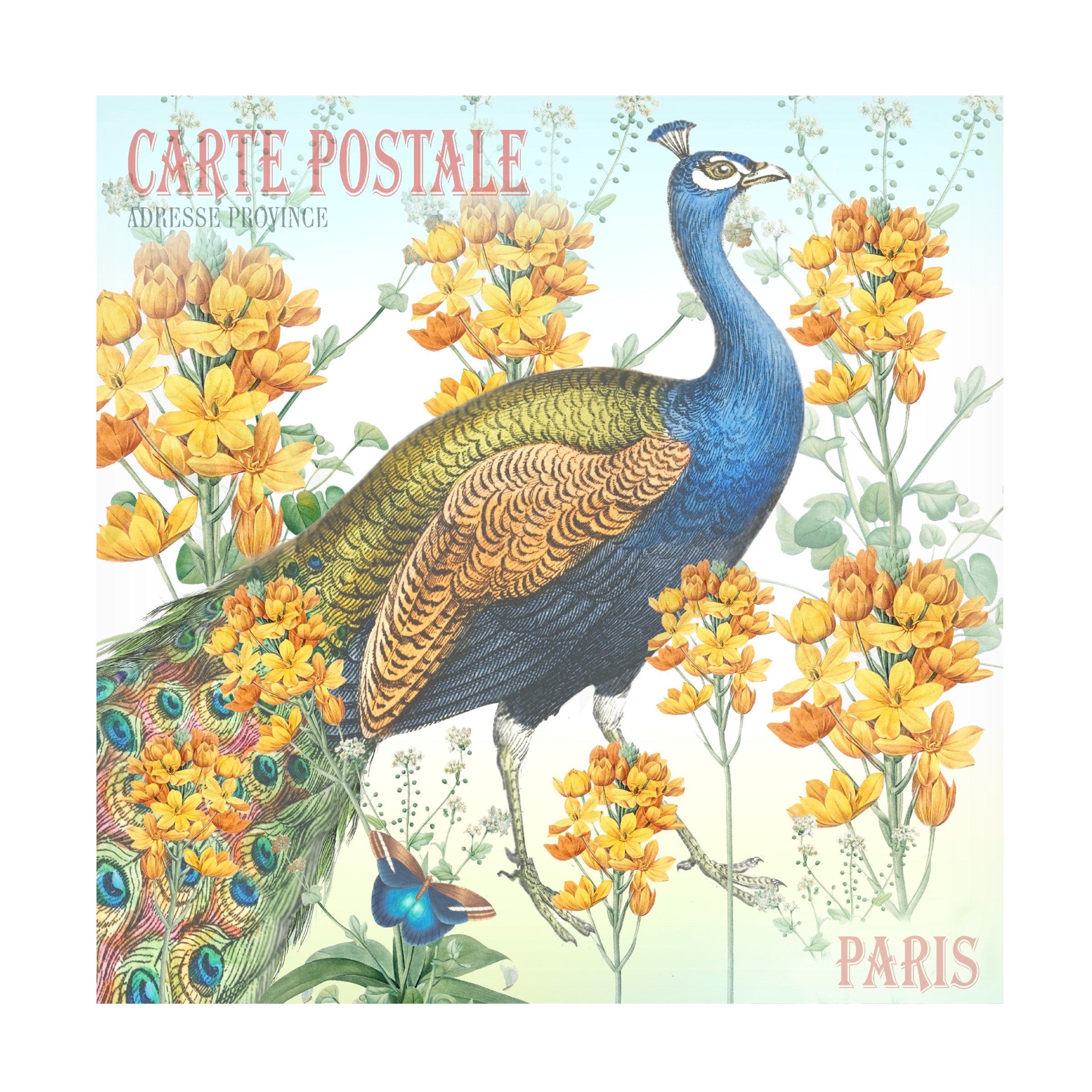 Bungalow Rose Peacock Postcard On Canvas by Mary Jane Creative Print ...