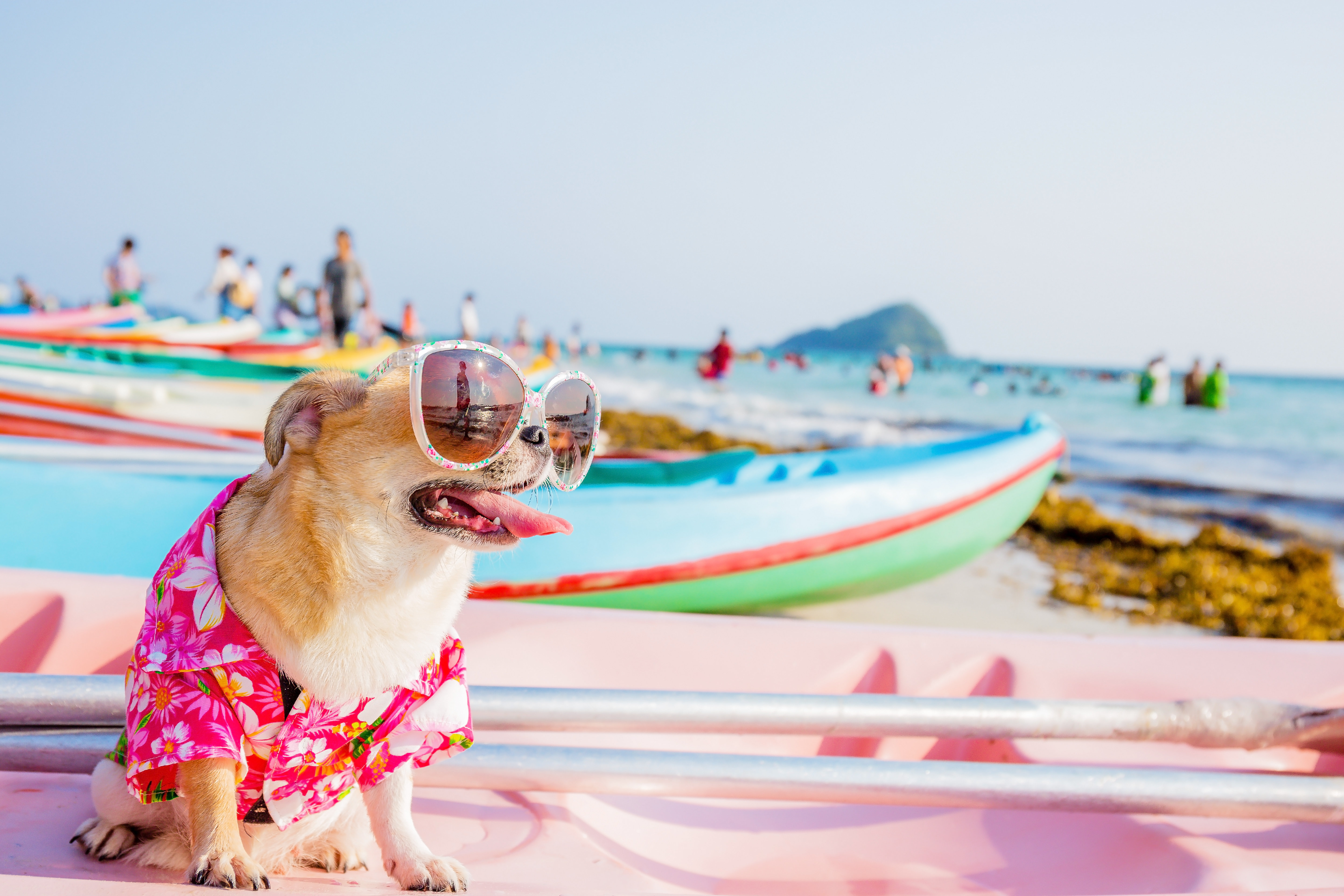 Highland Dunes Dog on the Beach - Wrapped Canvas Photograph | Wayfair
