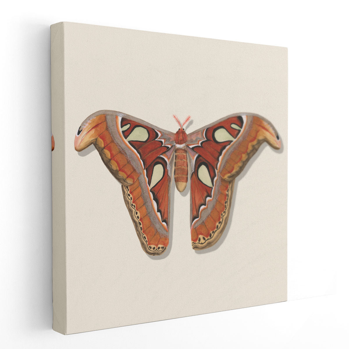 Latitude Run® Watercolor Moths II - Canvas Print Wall Art | Wayfair