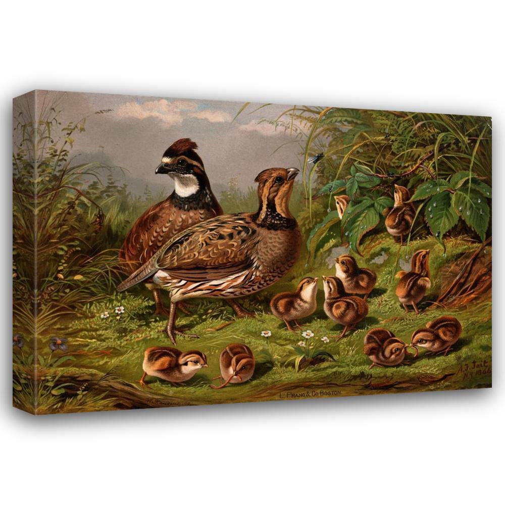 Lark Manor™ "Quail" by Arthur Fitzwilliam Tait - Gallery Wrap Canvas ...