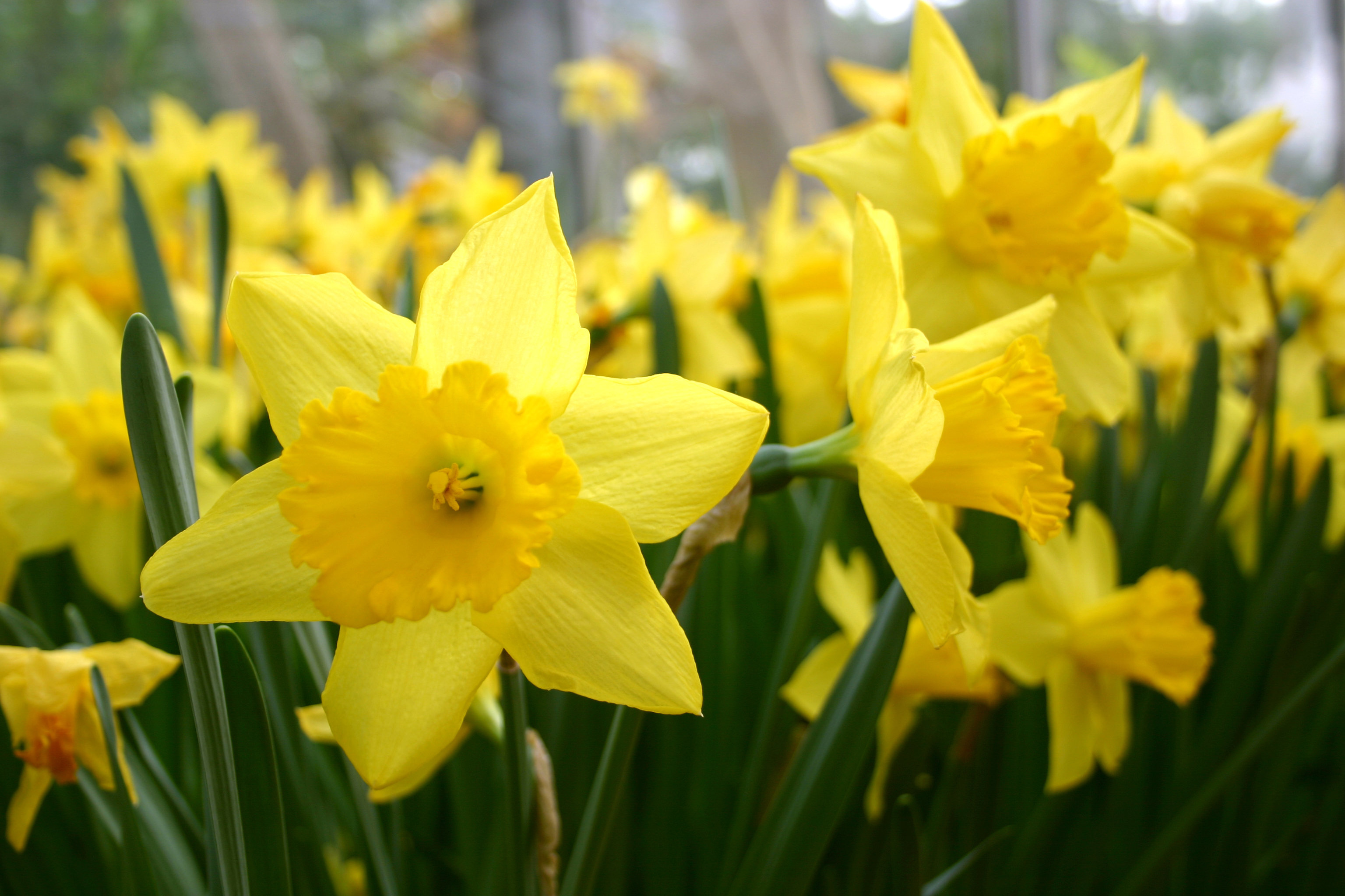 Ebern Designs Kosumo Yellow Daffodils On Canvas by Freds Photograph ...