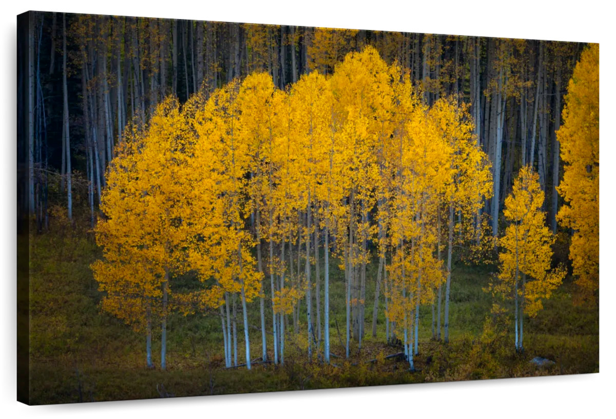 Millwood Pines Alvord Autumn Aspen Trees | Wayfair