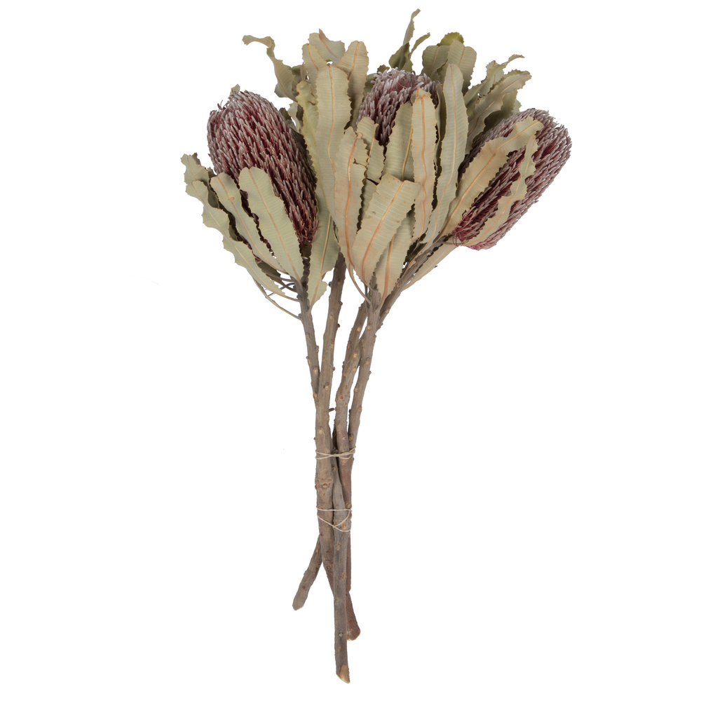 Primrue 12" Natural Pink Banksia Menzi Flower with Stem. Includes 3 ...