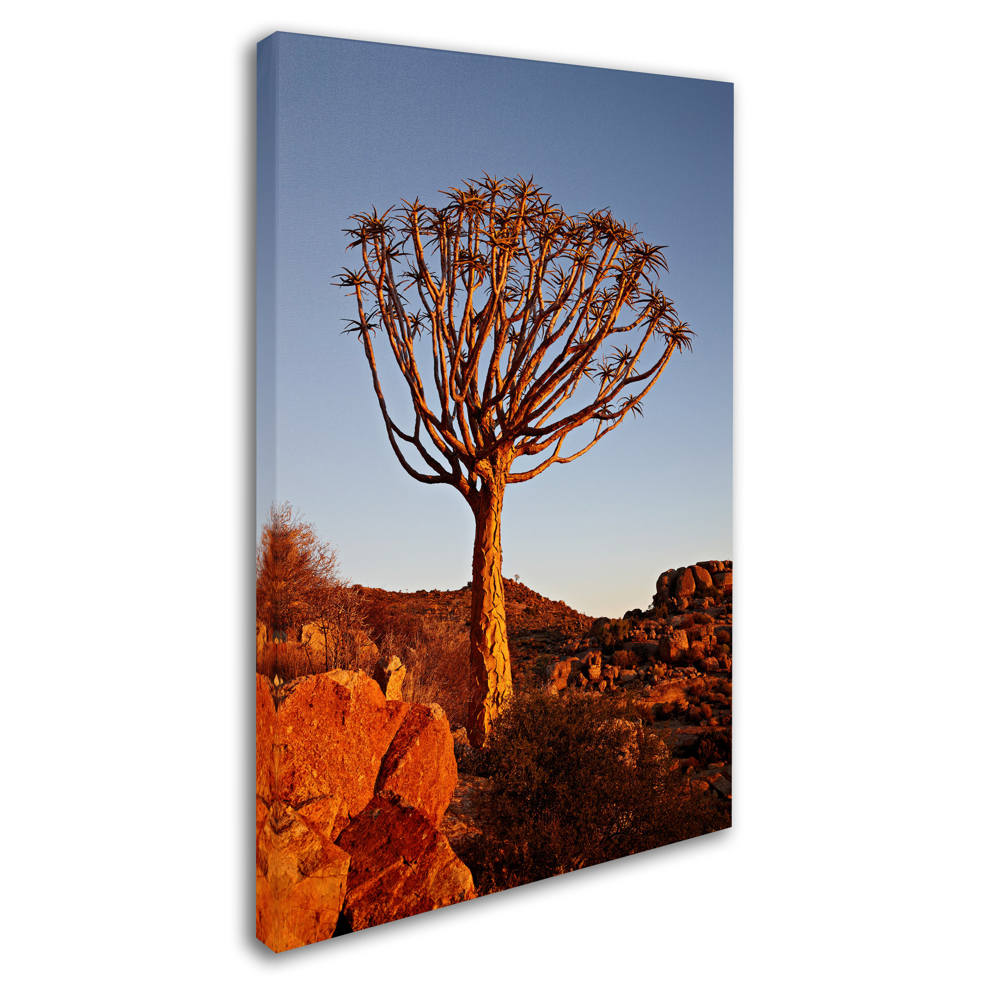 Trademark Fine Art 'Tall Tree' Graphic Art Print on Wrapped Canvas ...