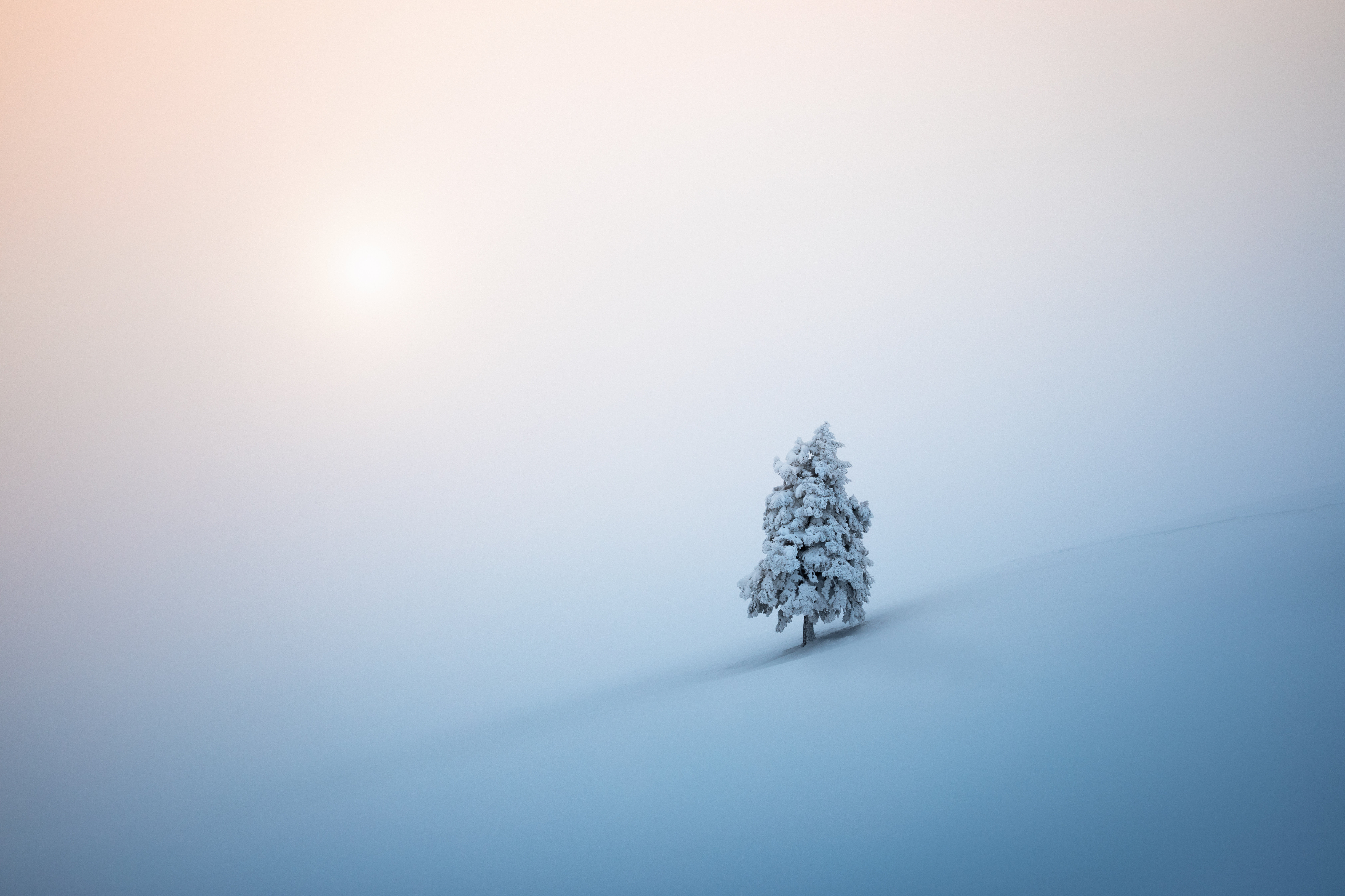 Ebern Designs Christmas Tree by Borchee | Wayfair