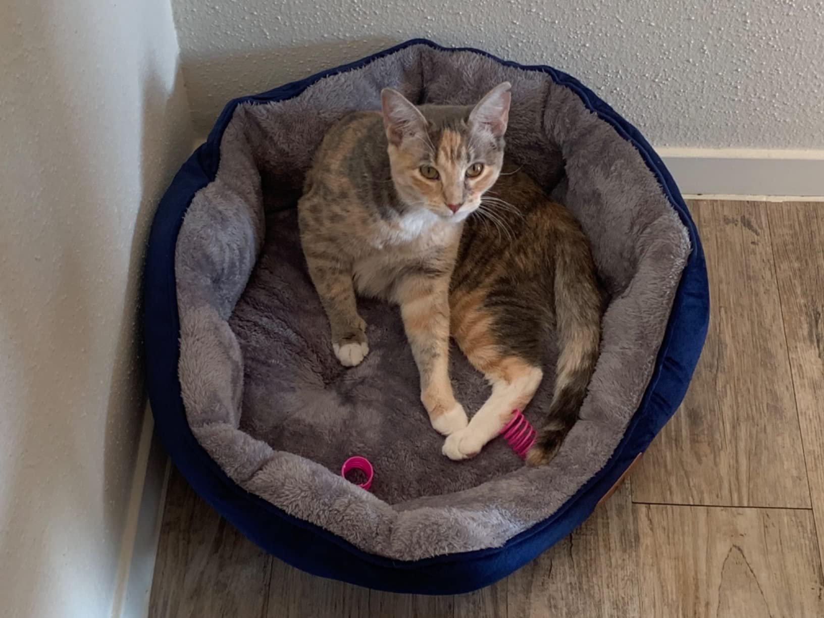 Tucker Murphy Pet™ Blue Pet Bed,Small Dog Bed for Large Dogs, Cat Beds ...