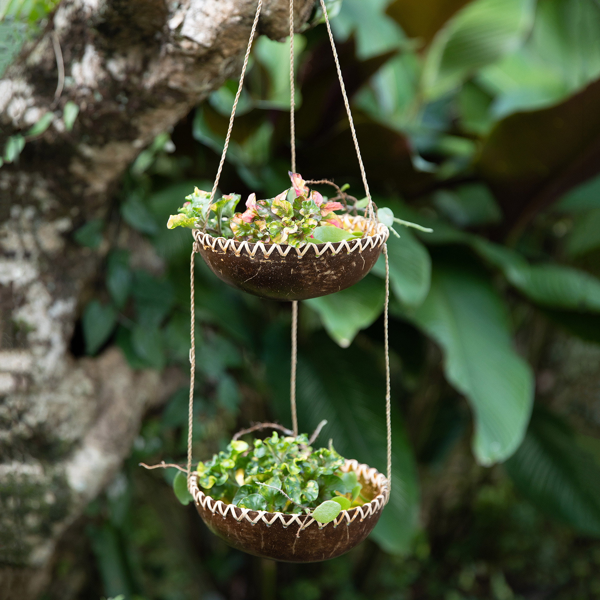 Mercer41 Meeya Handmade Coconut Shell Hanging Planter - Wayfair Canada