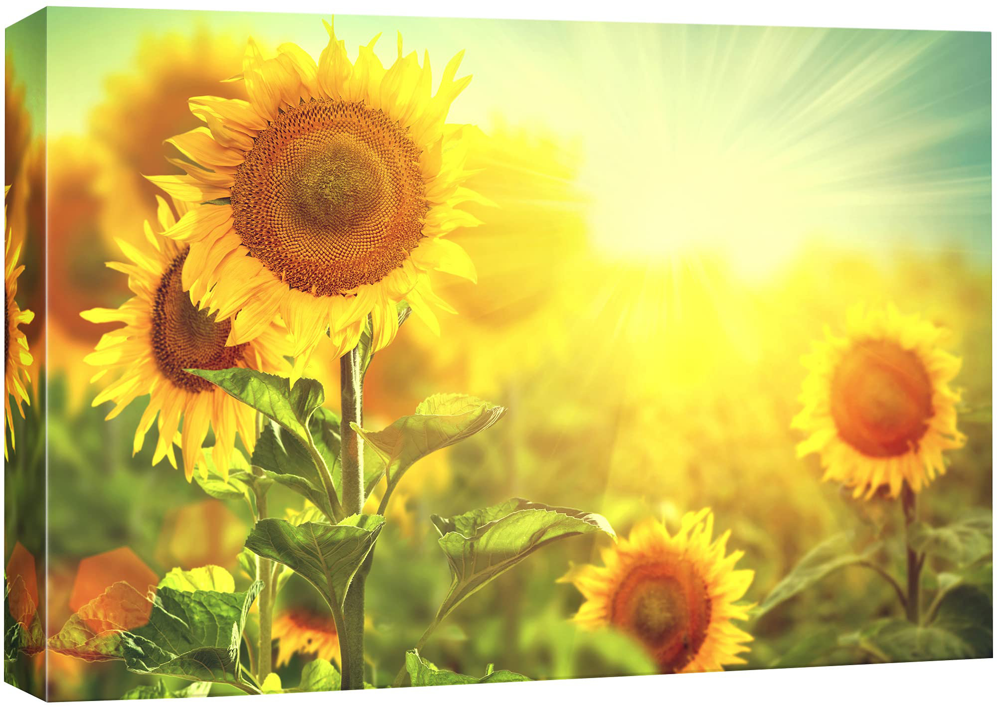 IDEA4WALL Sunflowers with Rays of Light Floral Plants Photography ...