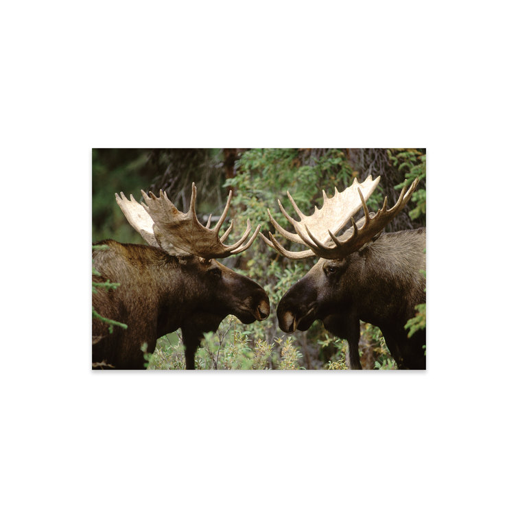 Union Rustic Alaska Moose Pair Of Males Confronting Each Other In The ...