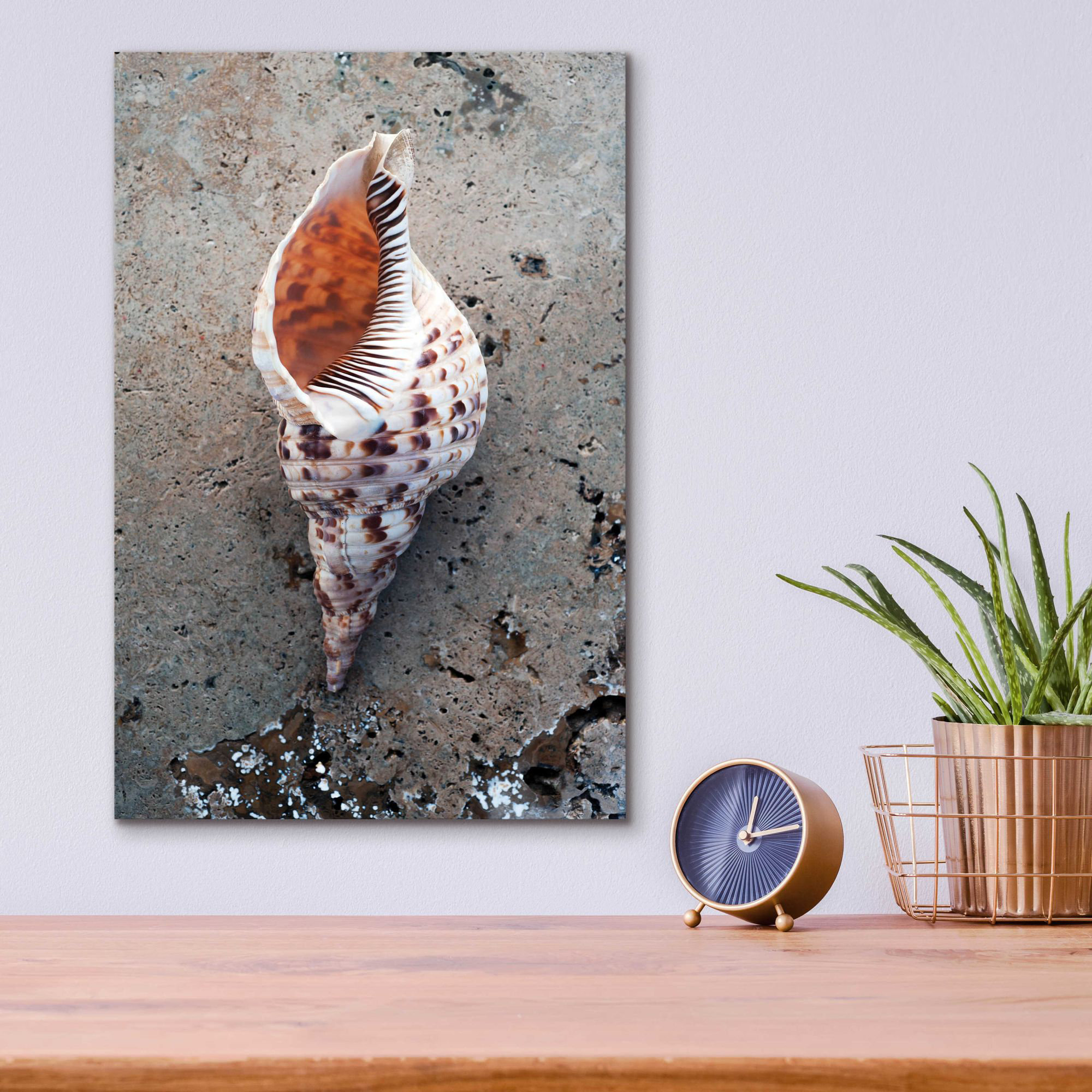 Highland Dunes Spotted Conch Shell On Plastic / Acrylic by Elena Ray ...