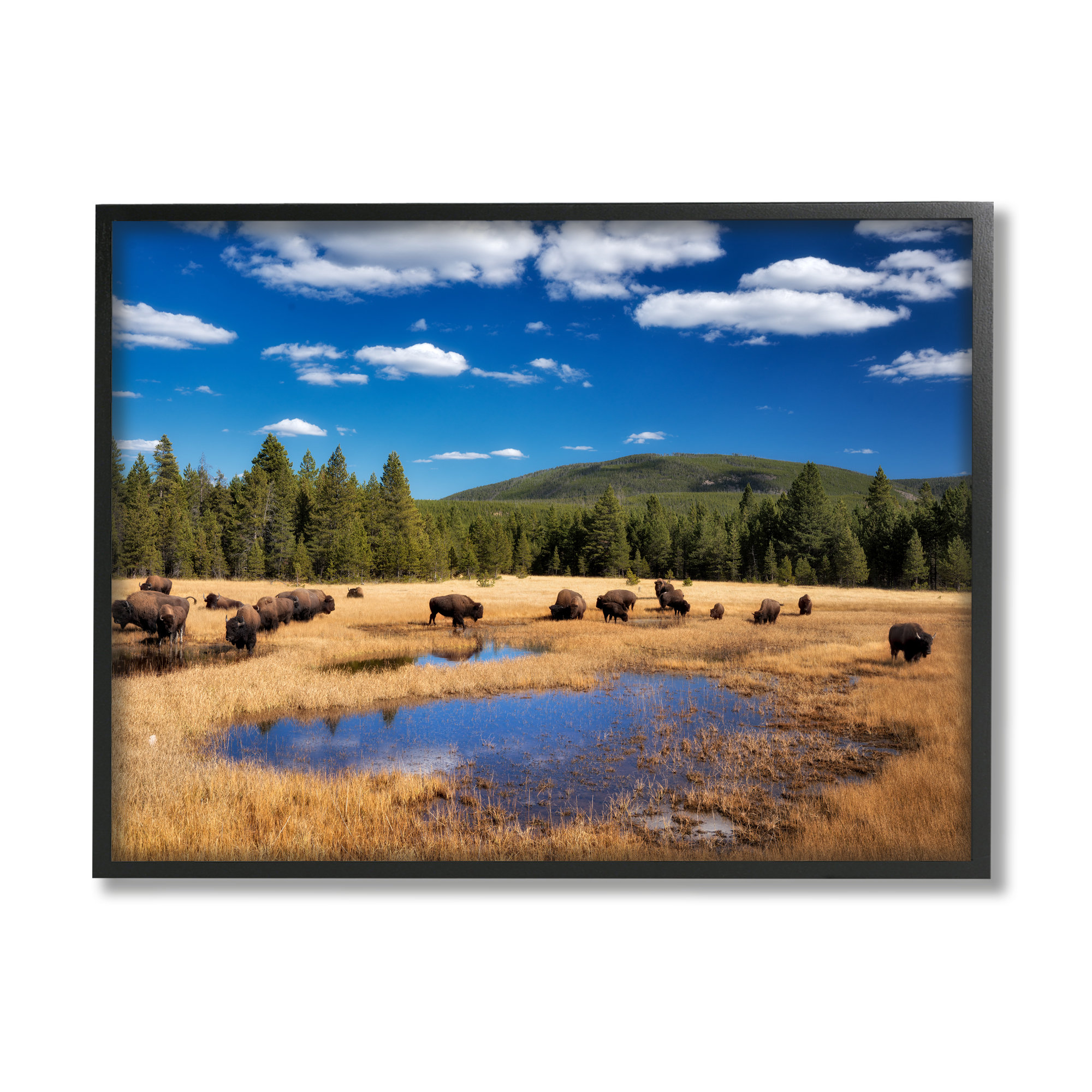 Stupell Industries Bison Grazing Clear Sky Pasture Framed On Wood by ...