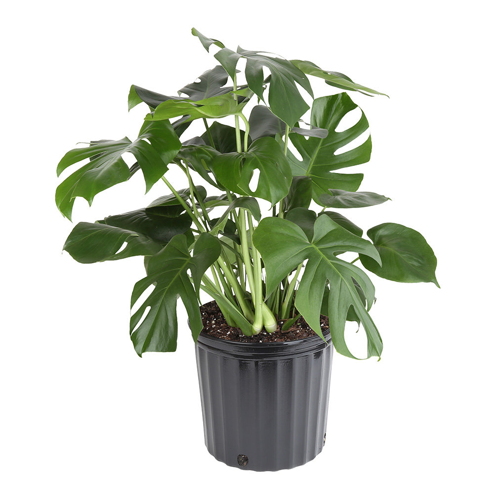 Costa Farms Indoor Philodendron Monstera Deliciosa House Plant in 10 ...