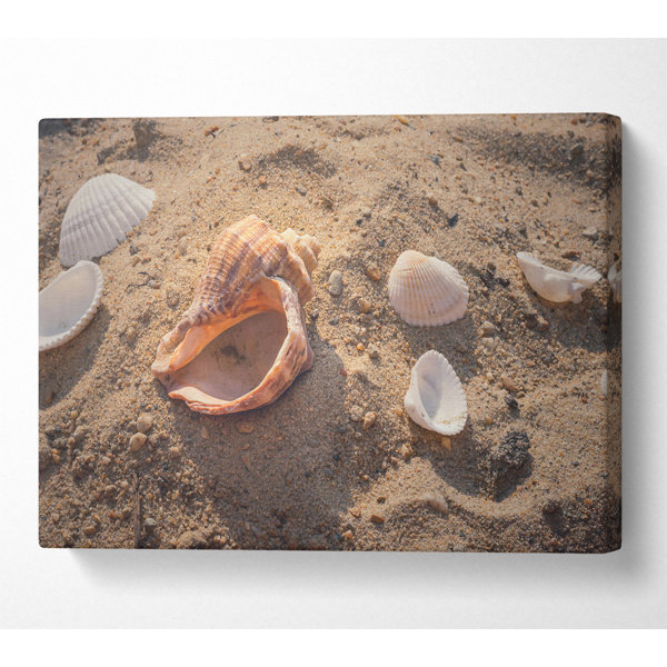 House of Hampton Sandy Brown Shells | Wayfair.co.uk