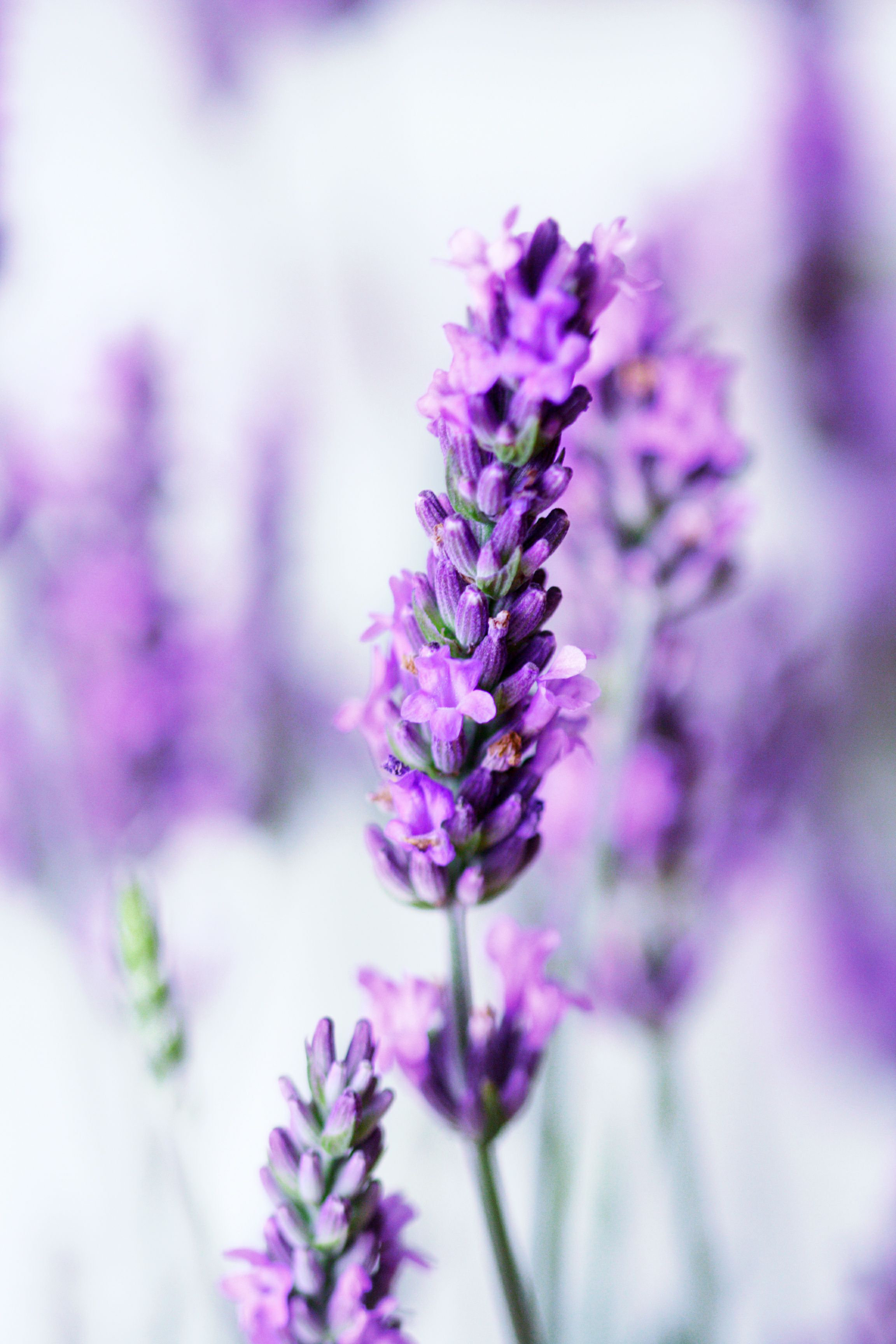 Ebern Designs Stalks Of Lavender by - Wrapped Canvas Photograph ...