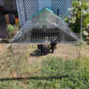 Archie & Oscar™ Lindquist Galvanized Cage with Cover for Dog, Rabbit ...