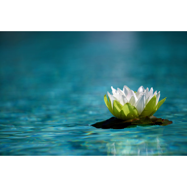 17 Stories Spring Water Lilies by Eyecrave Productions - Wrapped Canvas ...