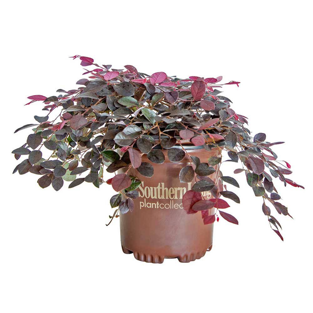 Southern Living Plant Collection 2.5 Quart Purple Pixie Loropetalum ...
