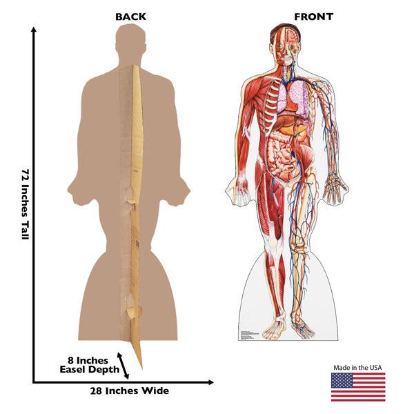 Advanced Graphics Anatomy Cross Section Cardboard Standup | Wayfair