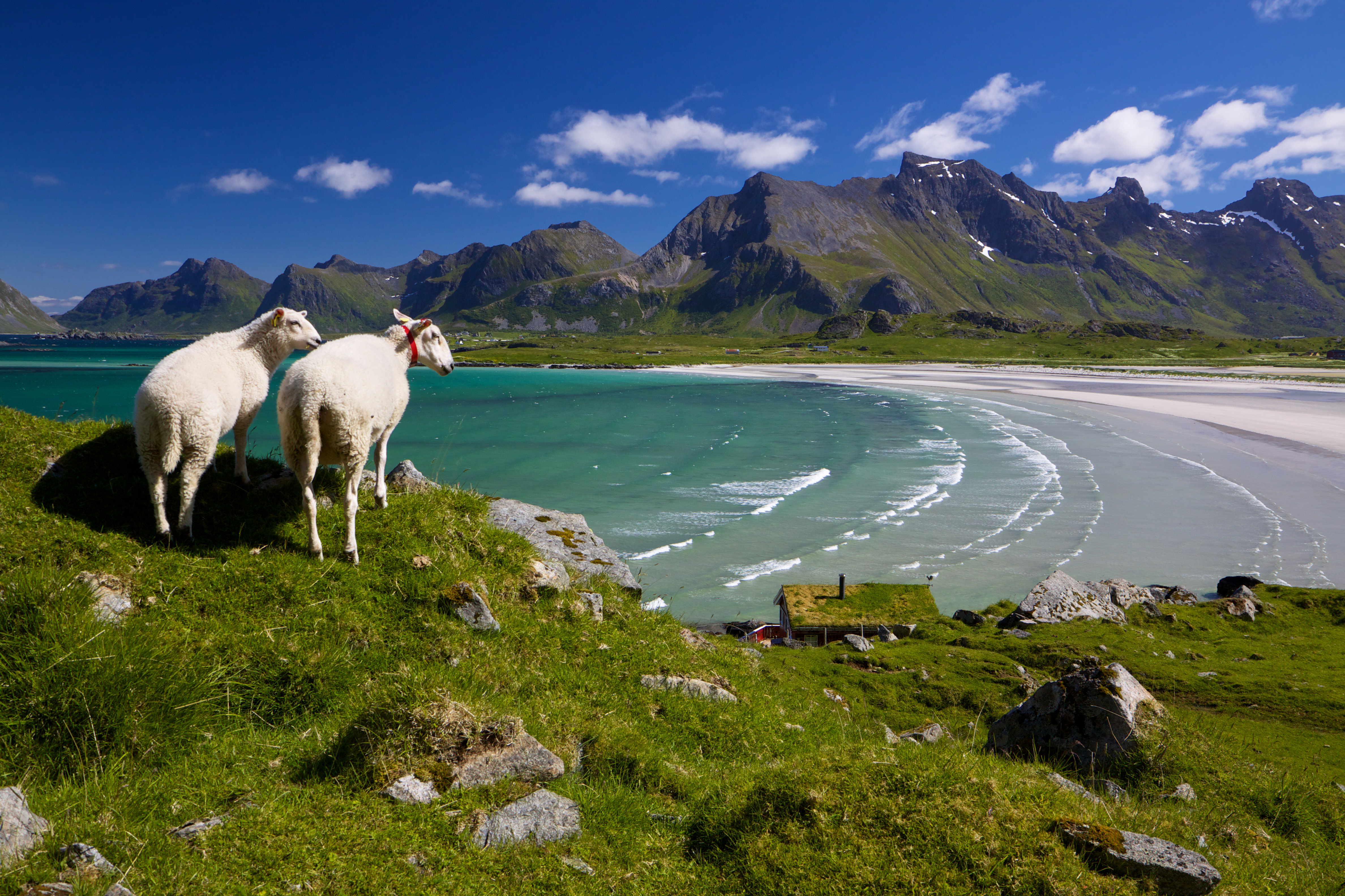 Brambly Cottage Sheep Farm On Lofoten - Wrapped Canvas Photograph ...