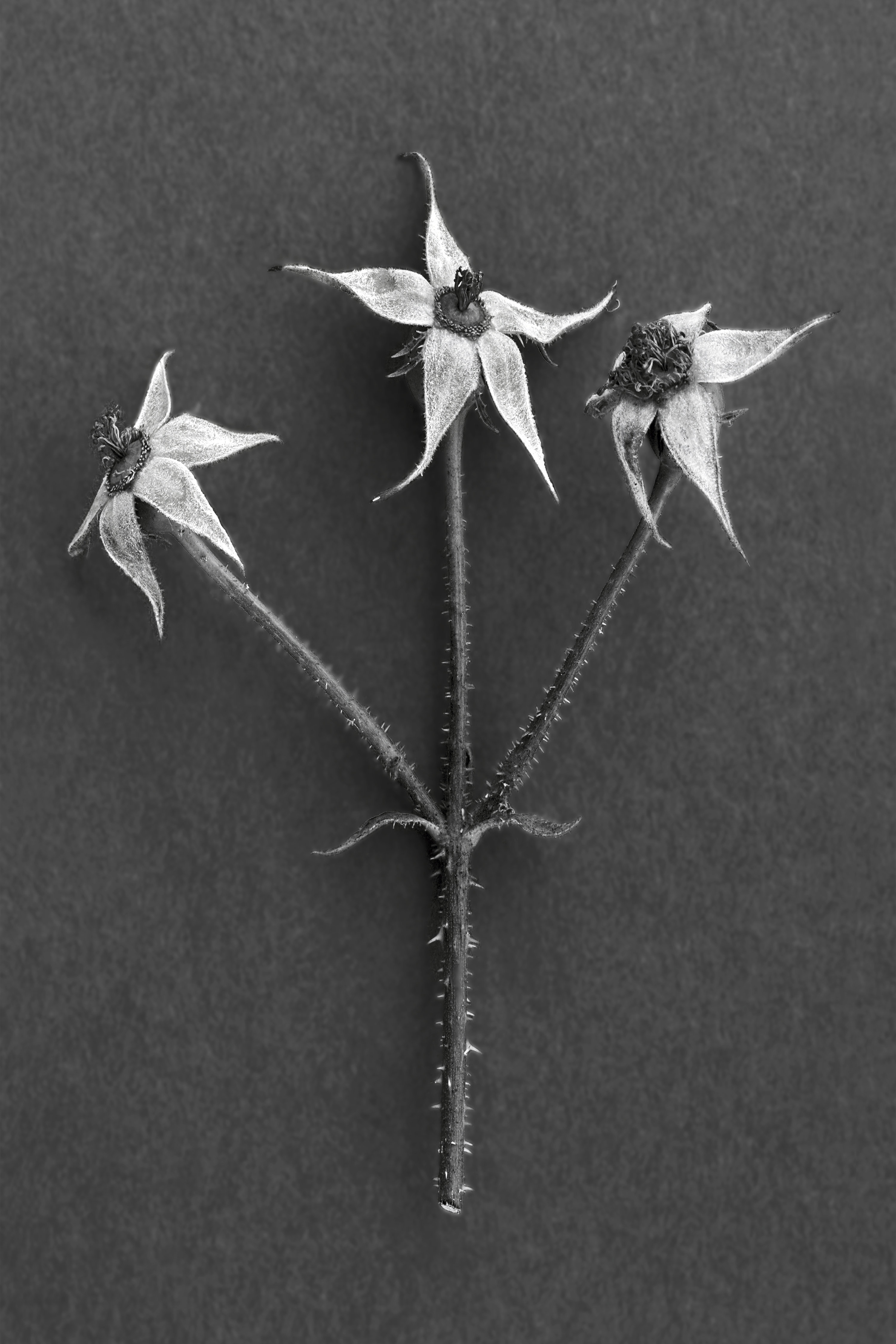 Winston Porter Izaaz Rose Hip by Berry Rosenthal | Wayfair