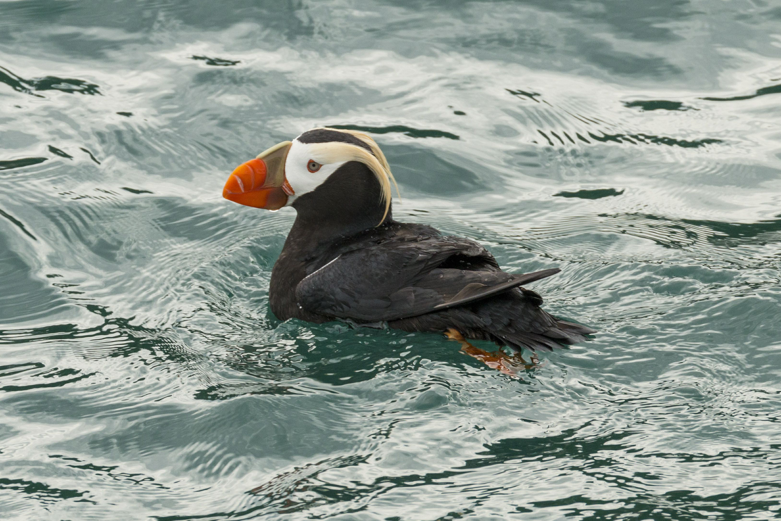 Ebern Designs Tufted Puffin by - Wrapped Canvas Photograph | Wayfair