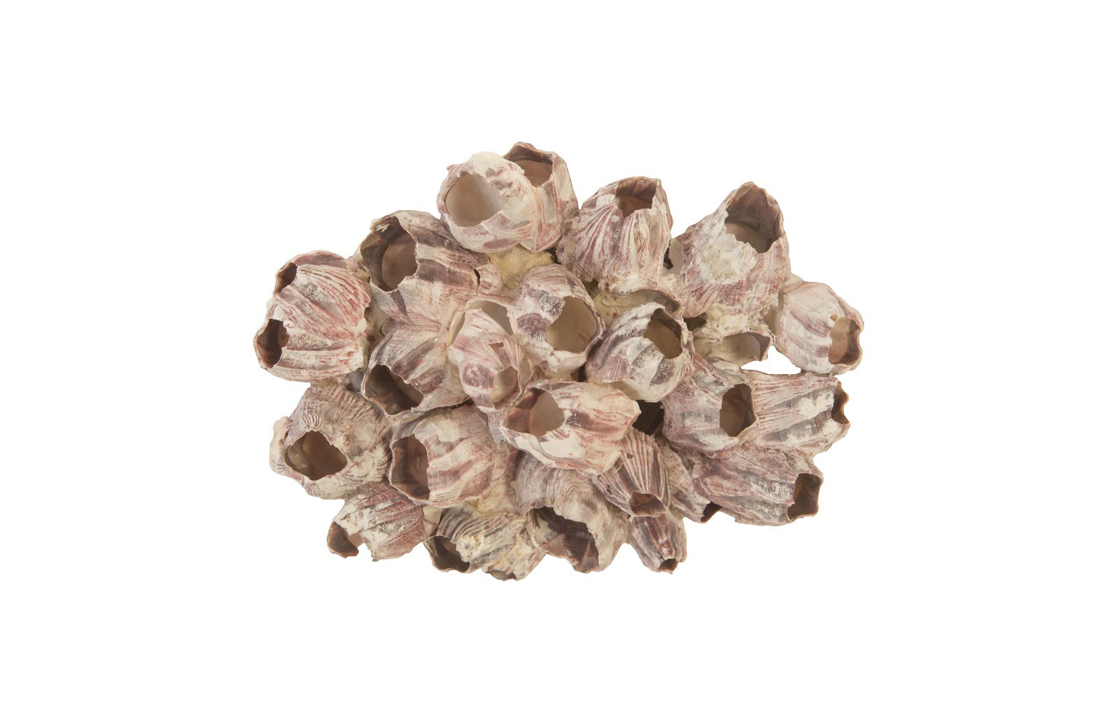 Phillips Collection Barnacle Cluster Wall Art, LG - Wayfair Canada