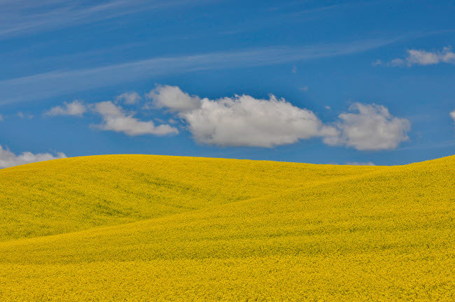 Latitude Run® Canola Field In Full Bloom Palouse Country Of Eastern ...