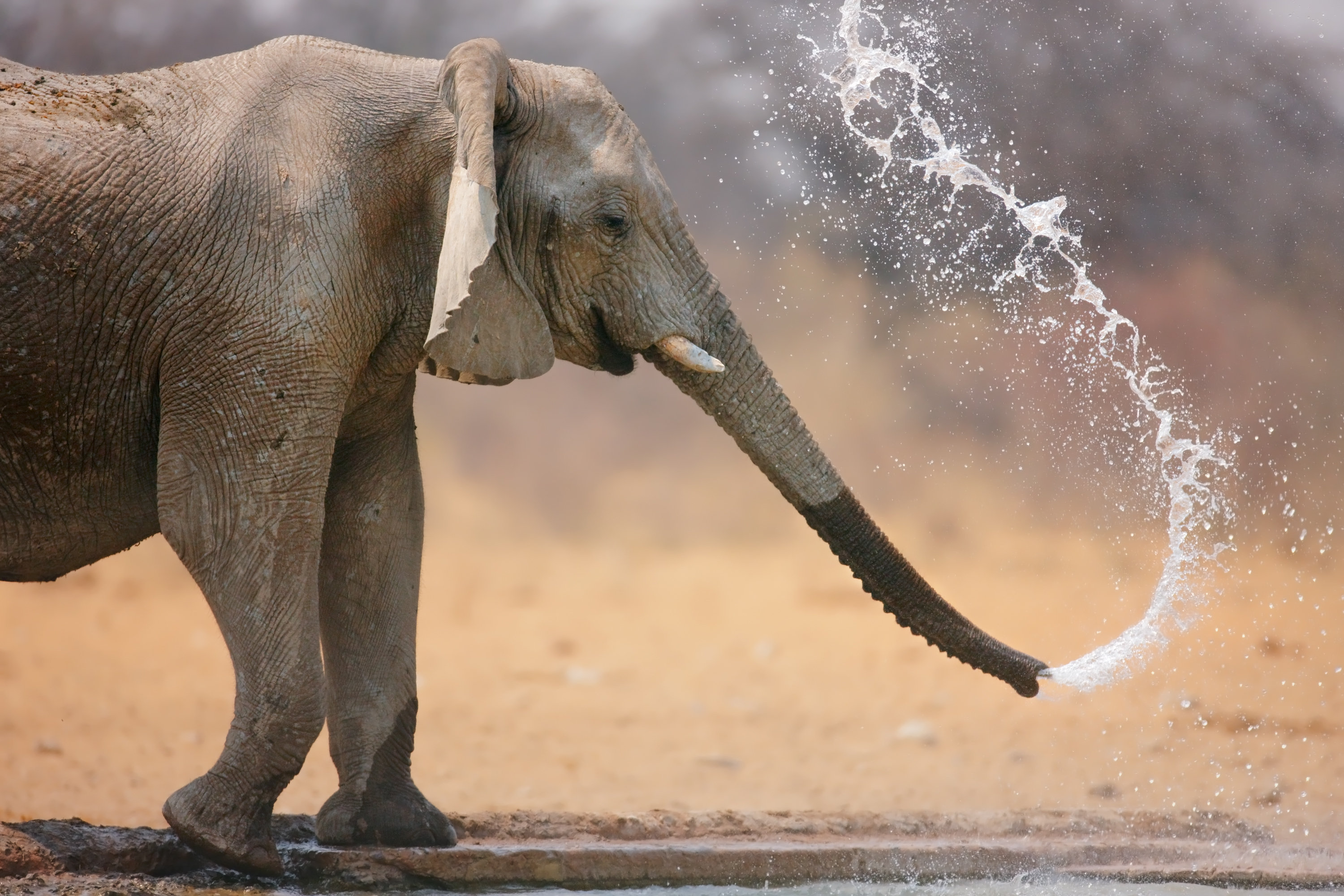 Ebern Designs Elephant Throwing Water by Johan63 - Wrapped Canvas ...
