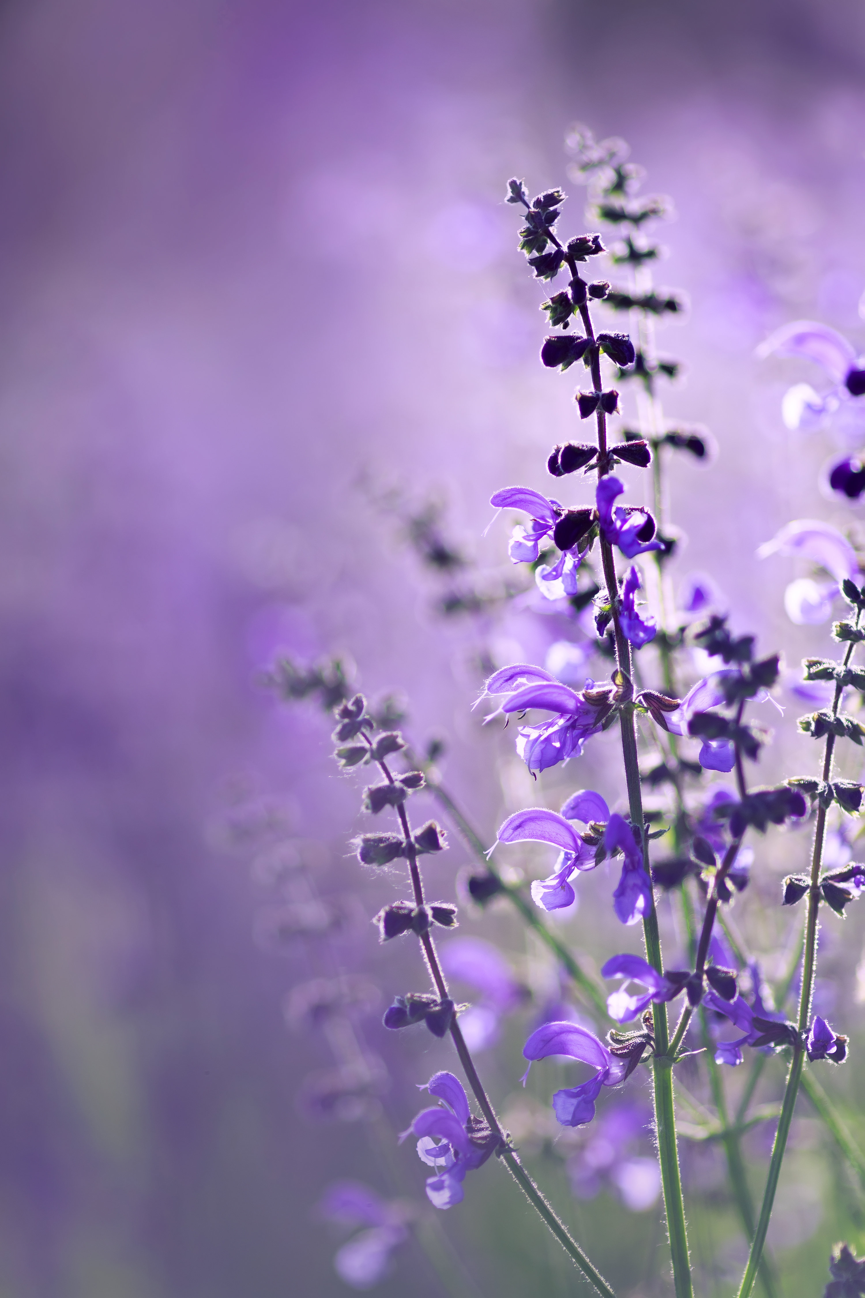 Ebern Designs Landscape with Beautiful Delicate Purple Flowers on the ...