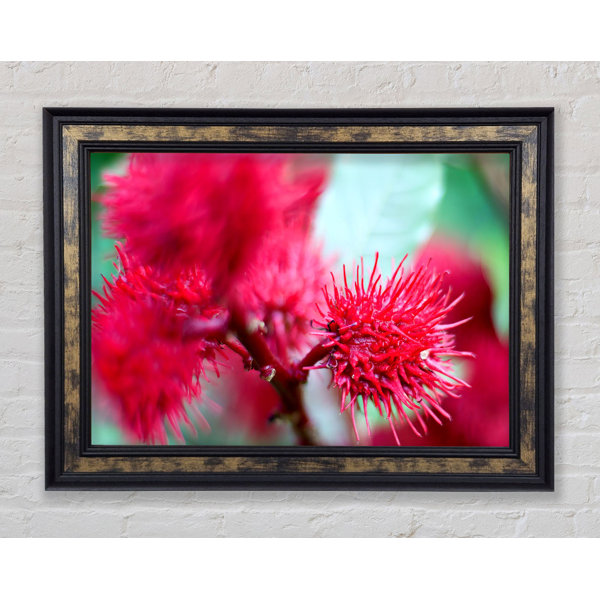 Bright Star Spikey Flower Heads - Single Picture Frame Art Prints ...