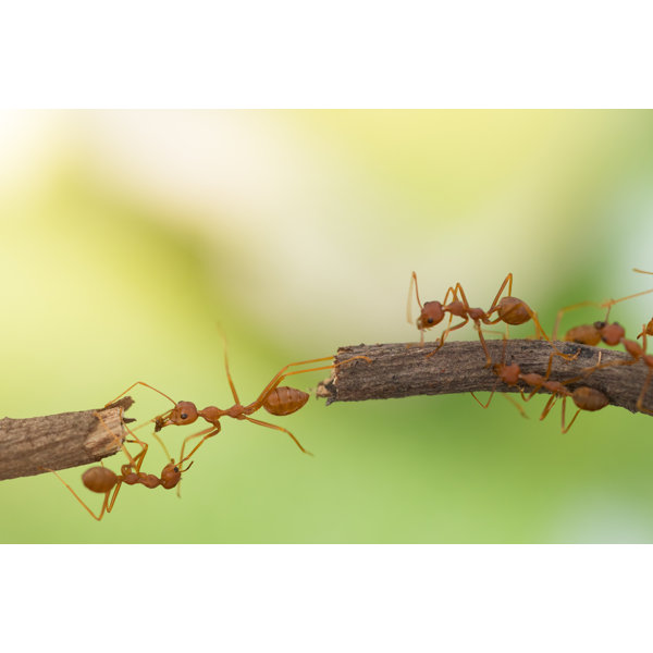 Metro Lane Ant - Wrapped Canvas Print | Wayfair.co.uk
