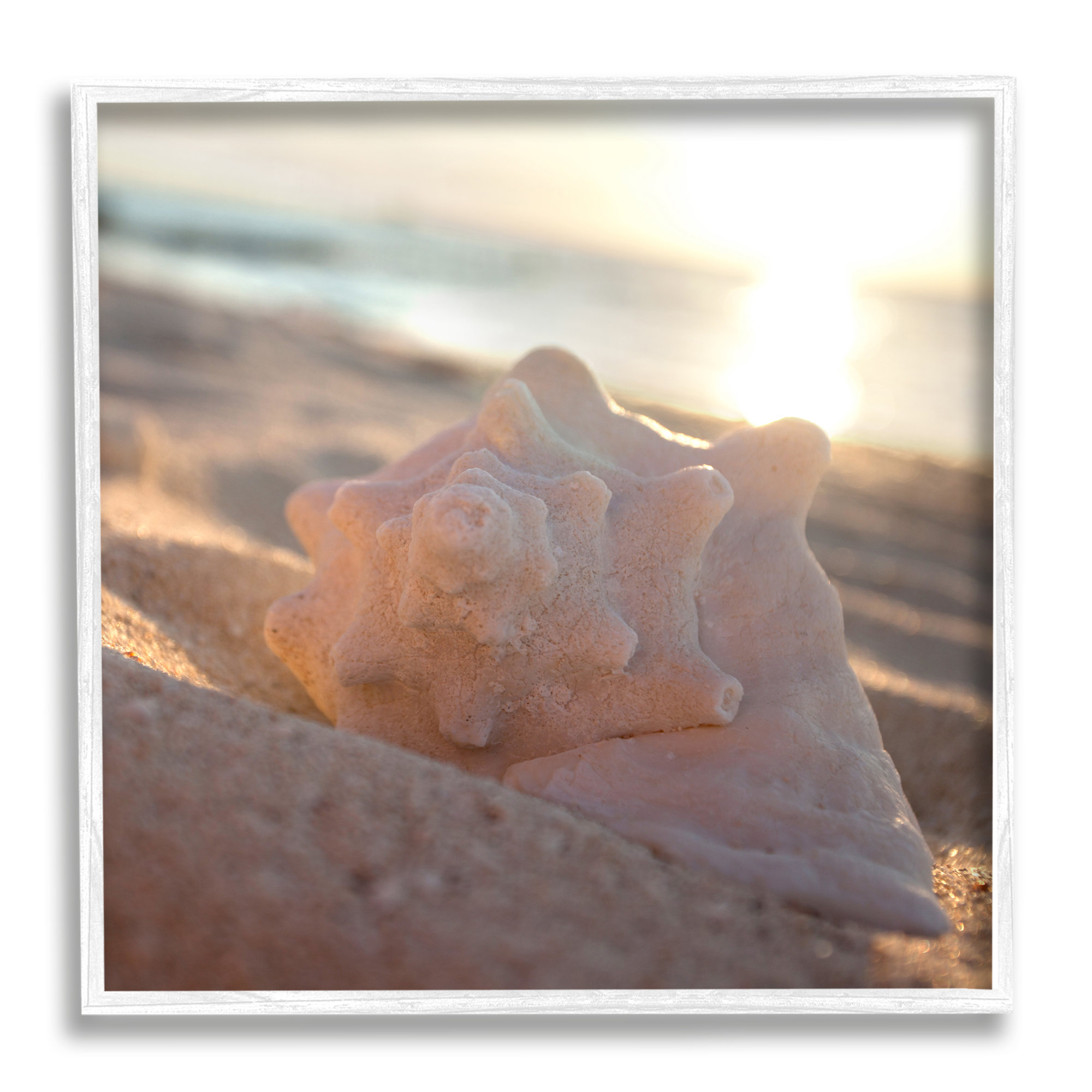 Stupell Industries Ba-107-Framed Sunlit Conch Shell On Canvas by Susan ...