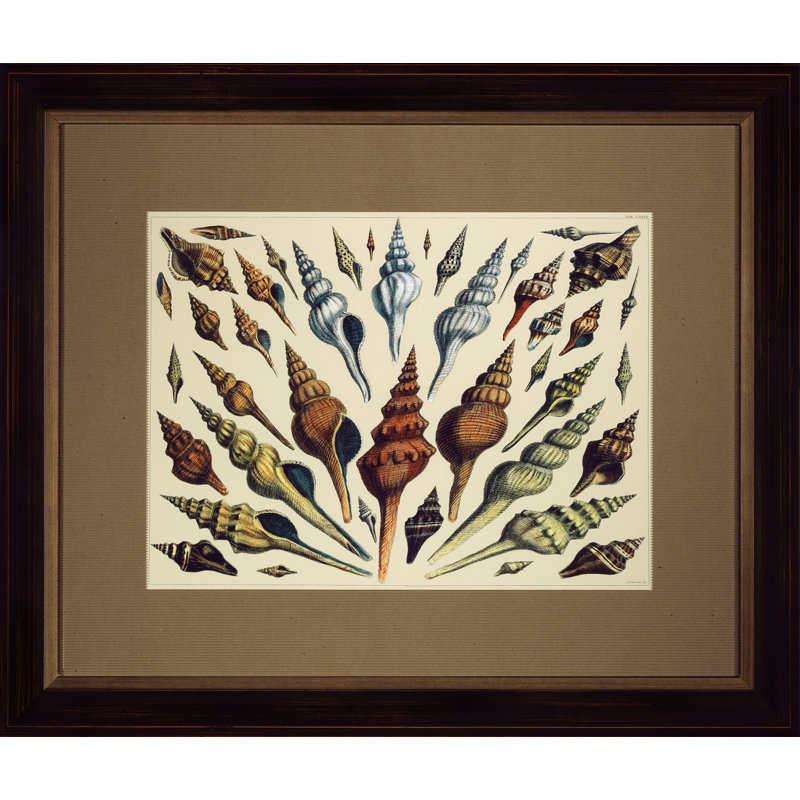 Wendover Art Group Shell Diagram III - Framed Graphic Art | Wayfair