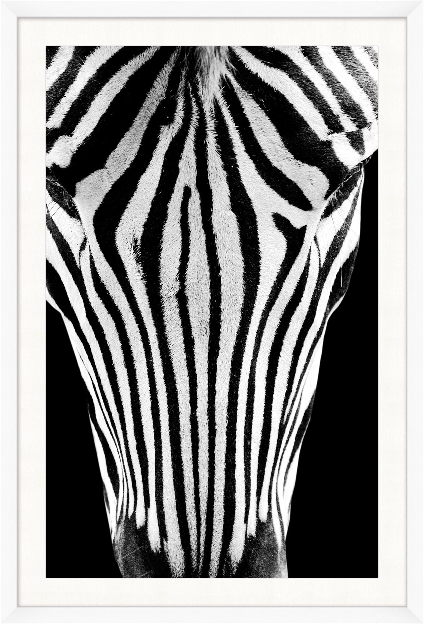 Wendover Art Group Dynamic Zebra 2 by Mat Sanders - Single Picture ...
