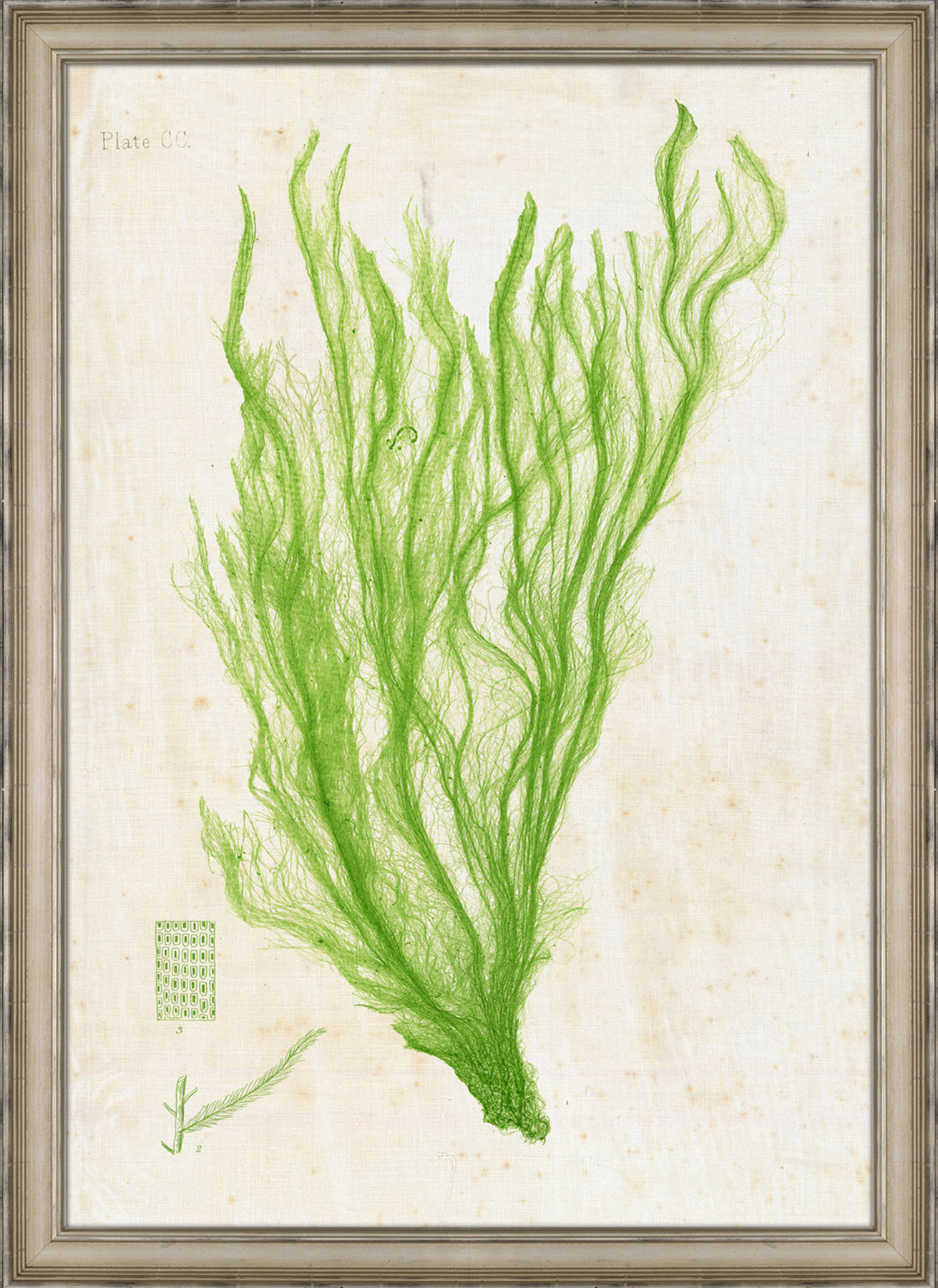 Wendover Art Group Green Sea Lettuce II - Picture Frame Painting on ...