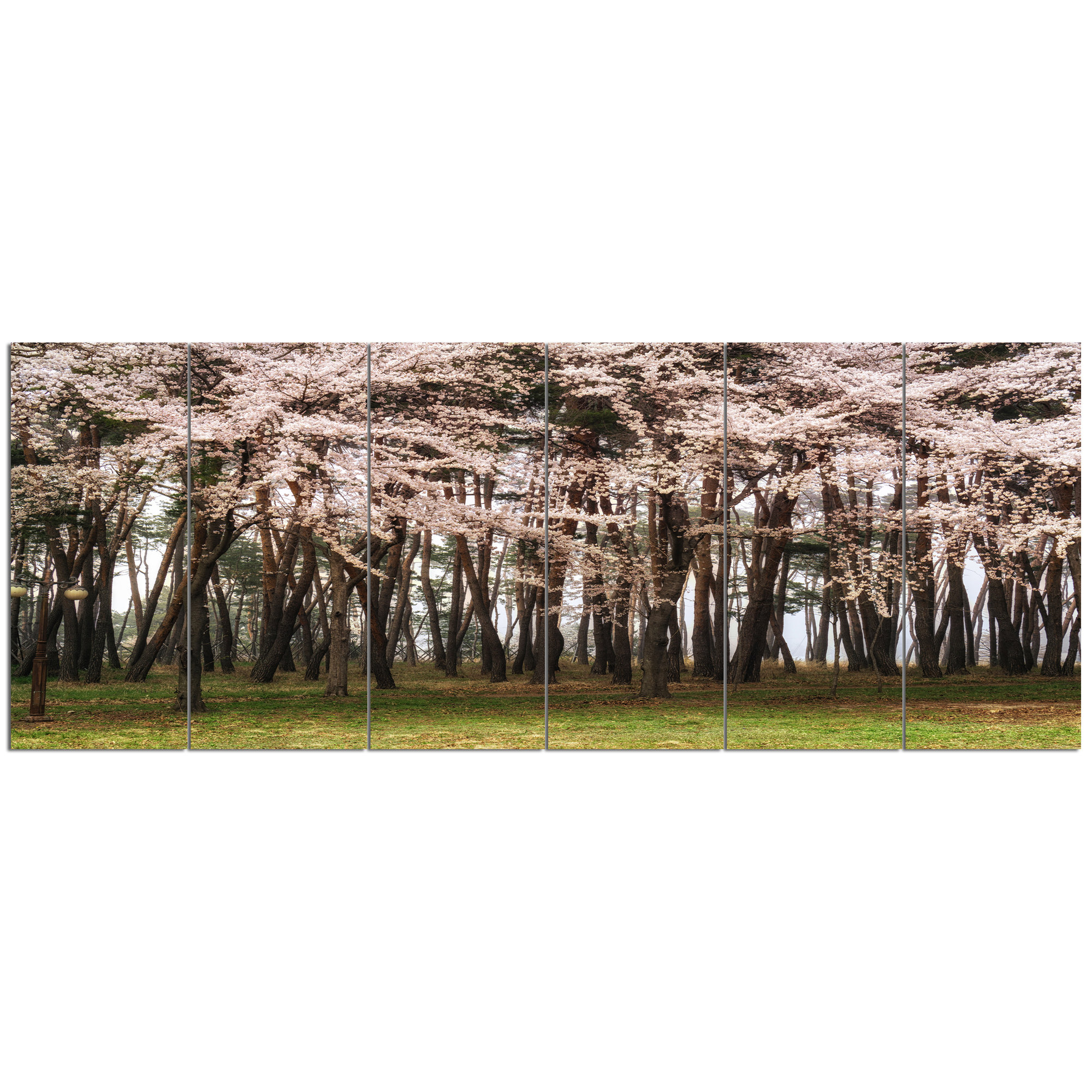 Design Art 'Cherry Blossoms in Pine Tree' 6 Piece Photographic Print ...