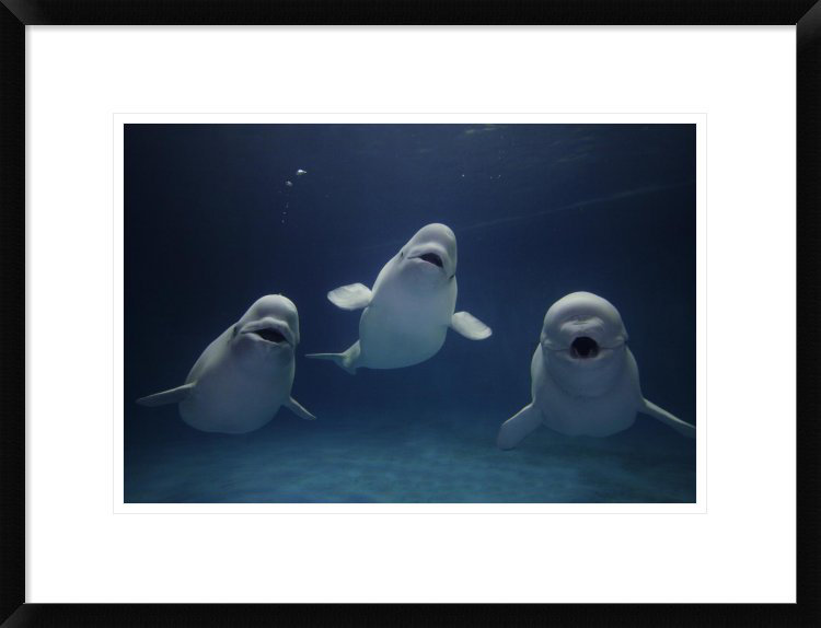 Global Gallery 'Beluga Whale Trio Calling' Framed Photographic Print ...