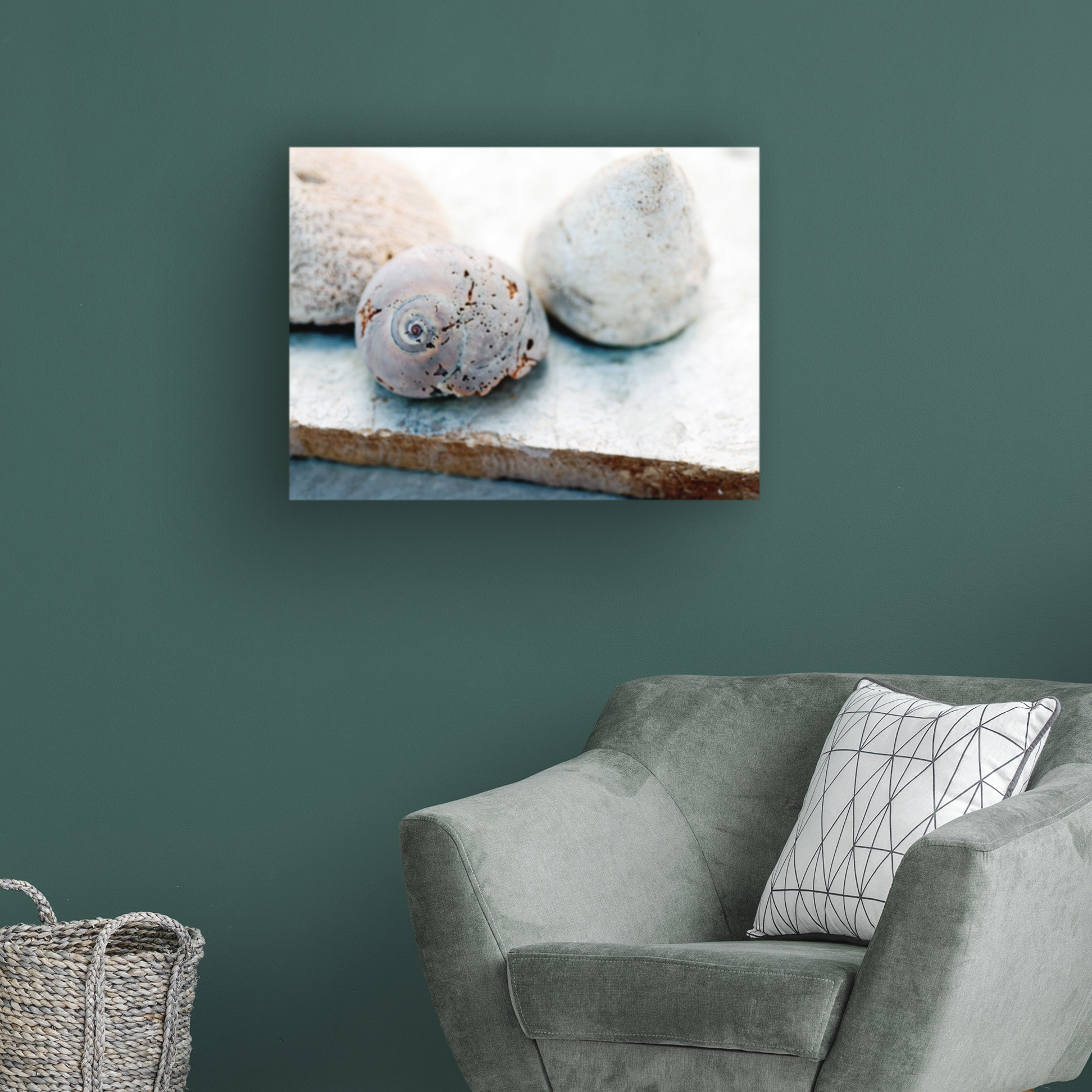 Highland Dunes Elena Ray 'Shell Portrait VI' Canvas Art - Wayfair Canada