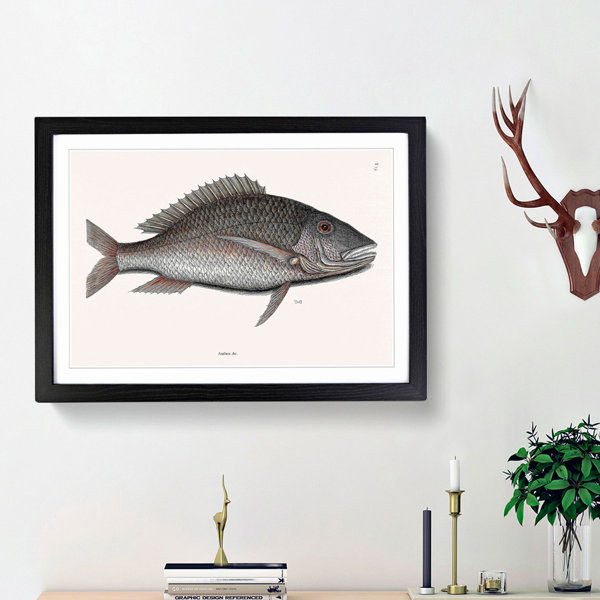 East Urban Home Mutton Fish by Mark Catesby - Picture Frame Graphic Art ...