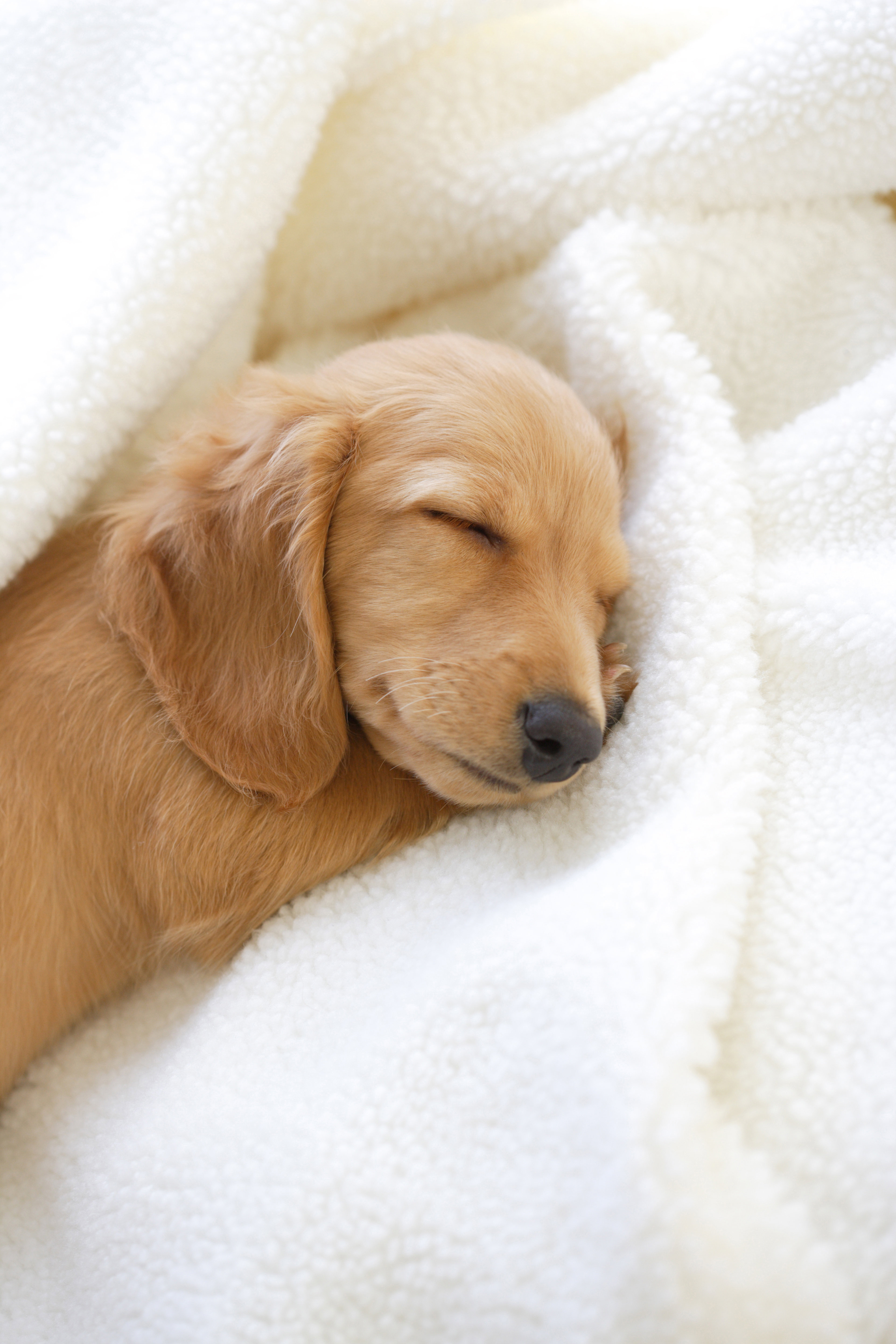 Ebern Designs Dog Nap by Gyro - Wrapped Canvas Photograph | Wayfair