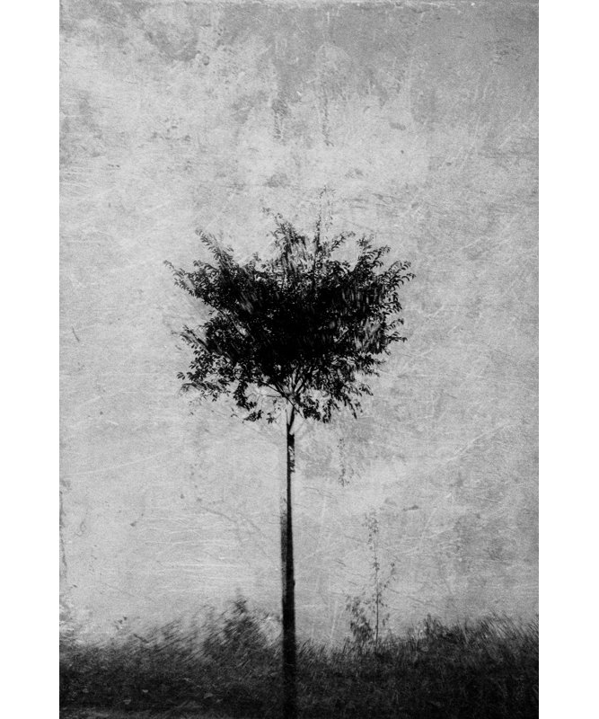 Lark Manor Tree in black and white | Wayfair.co.uk