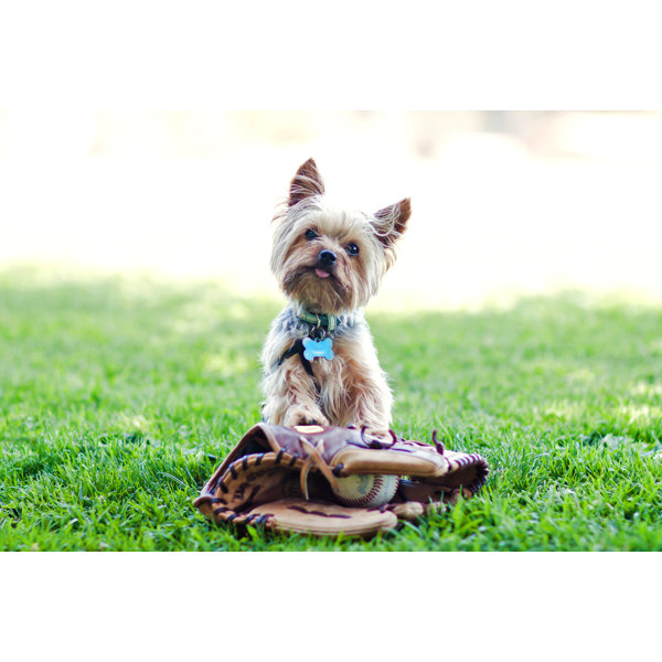 Marlow Home Co. Ollie by Martin Salgo - Wrapped Canvas Print | Wayfair ...