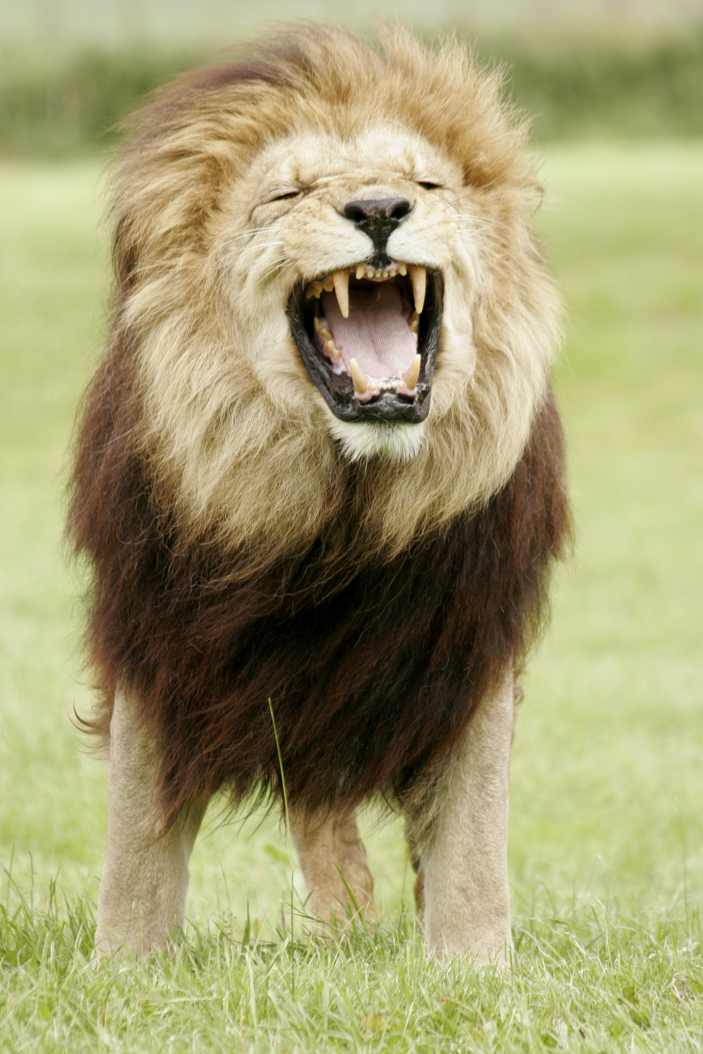 Ebern Designs Barbery Lion by Maultby2005 - Wrapped Canvas Photograph ...