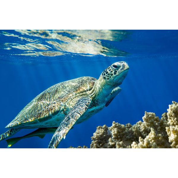 Bay Isle Home Loggerhead Sea Turtle by Mirecca - Wrapped Canvas ...