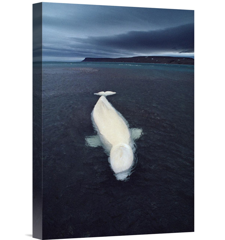 stranded beluga whale