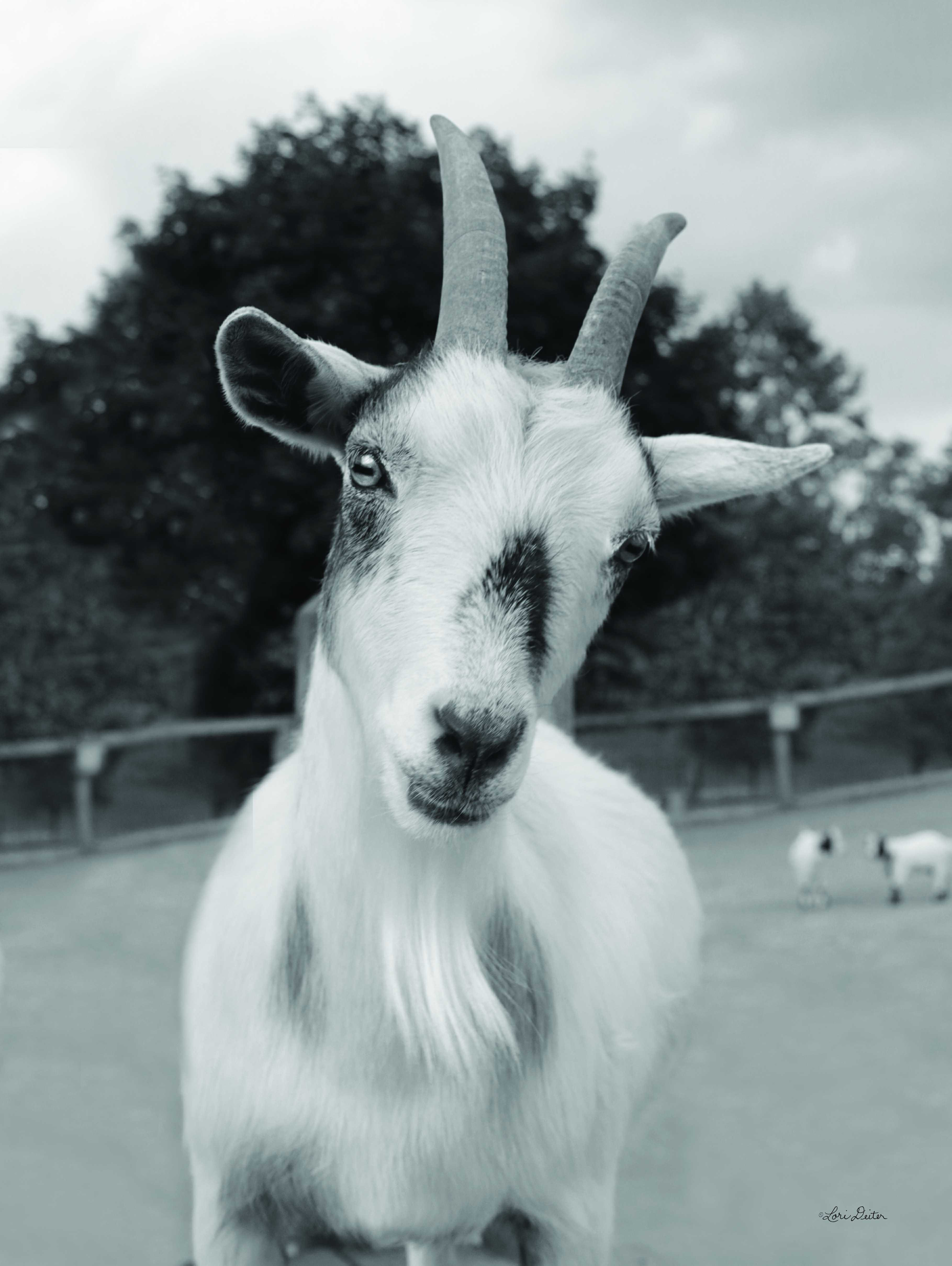 August Grove Lake Tobias Goat II - Wayfair Canada