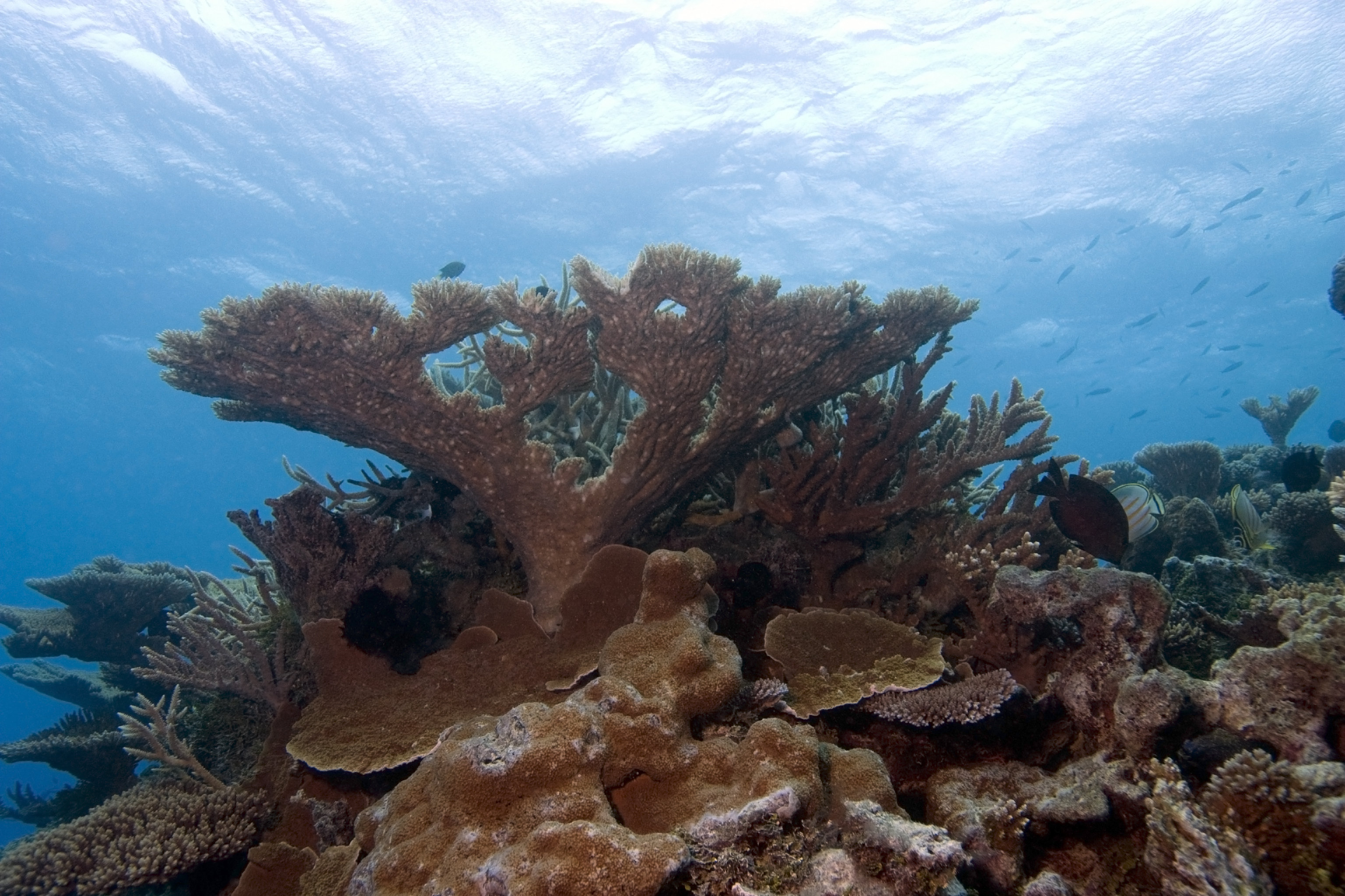 Rosecliff Heights Allensby Coral Reef On Canvas by Charleswhiting ...