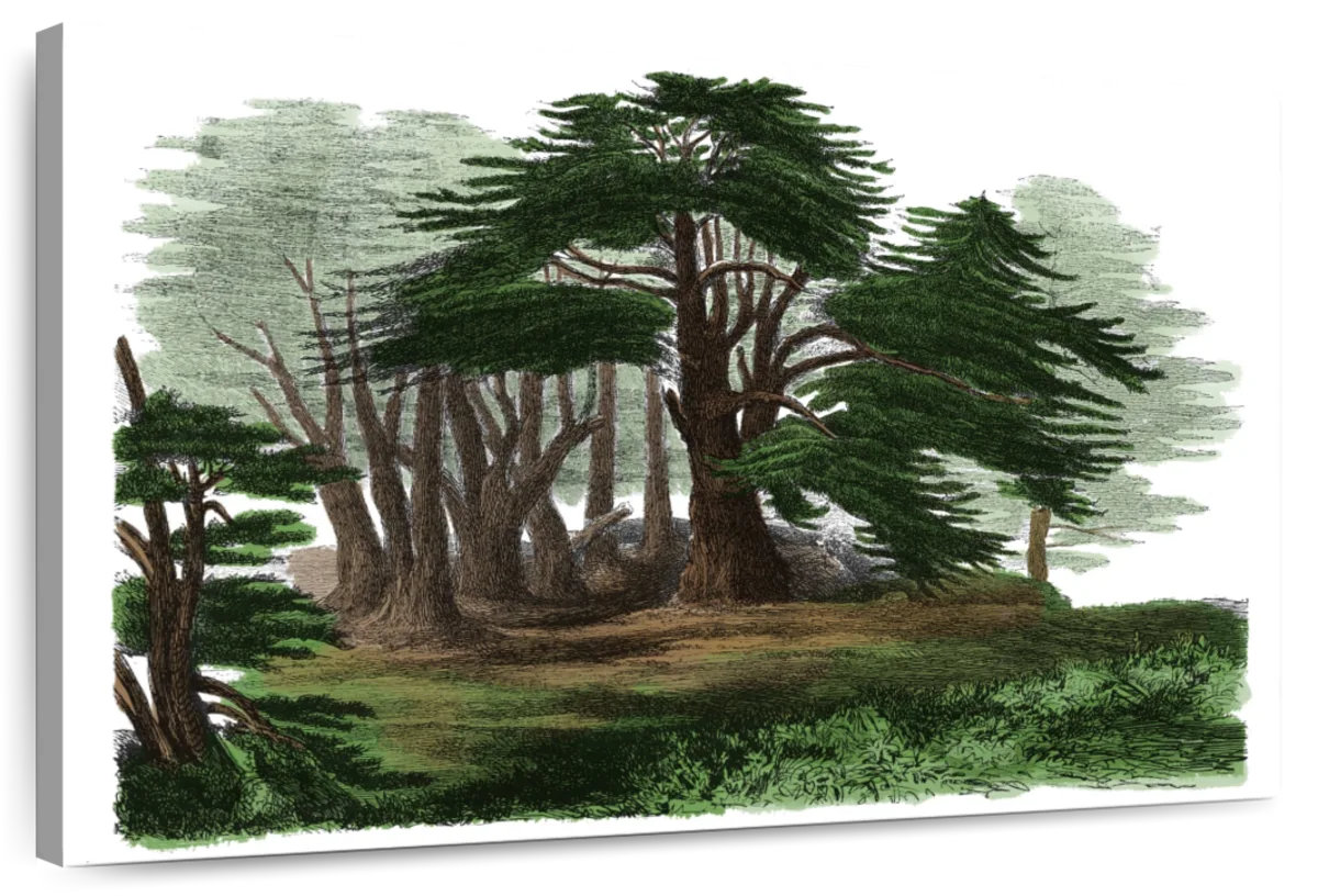 Lark Manor™ Lebanese Cedar Trees | Wayfair