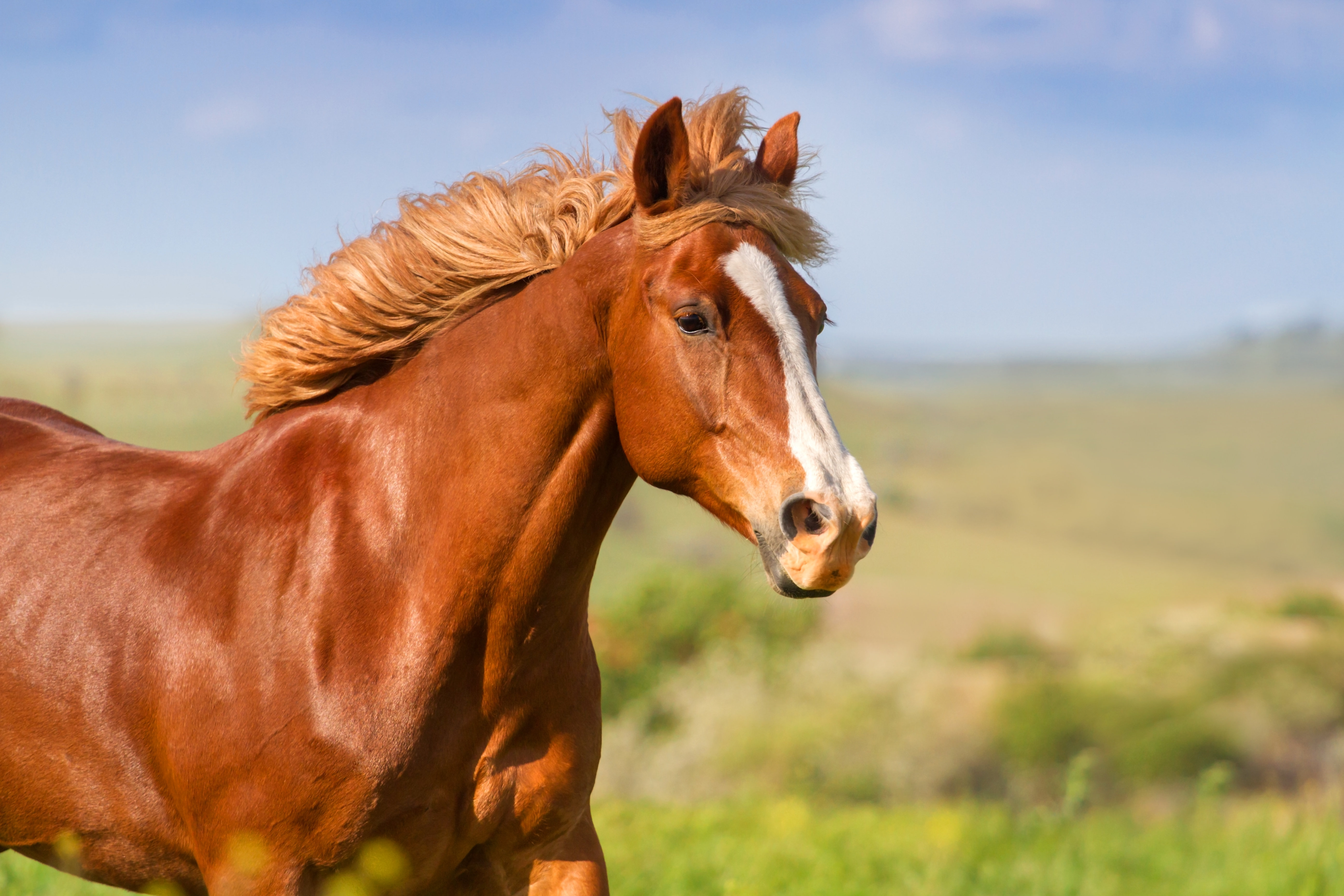 Union Rustic Beautiful Horse by Callipso - Wrapped Canvas Photograph ...