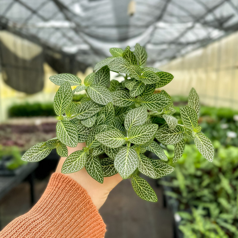 Thorsen's Greenhouse Live White Fittonia Nerve Plant in Classic Pot ...